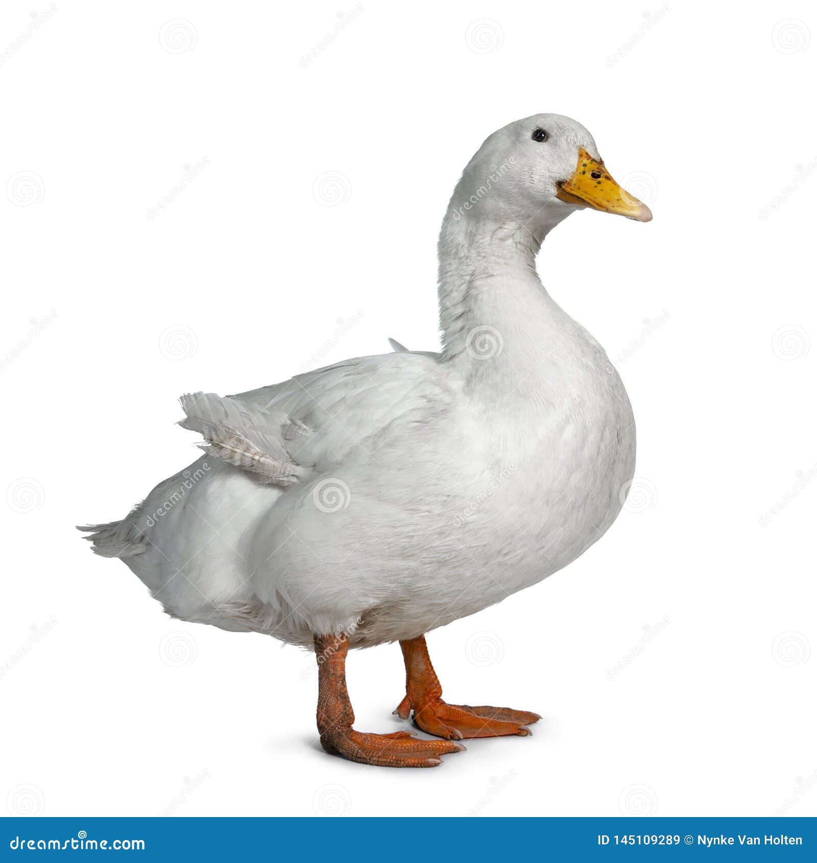 Canard Blanc Mignon Sur Le Fond Blanc Image stock - Image du animal ...