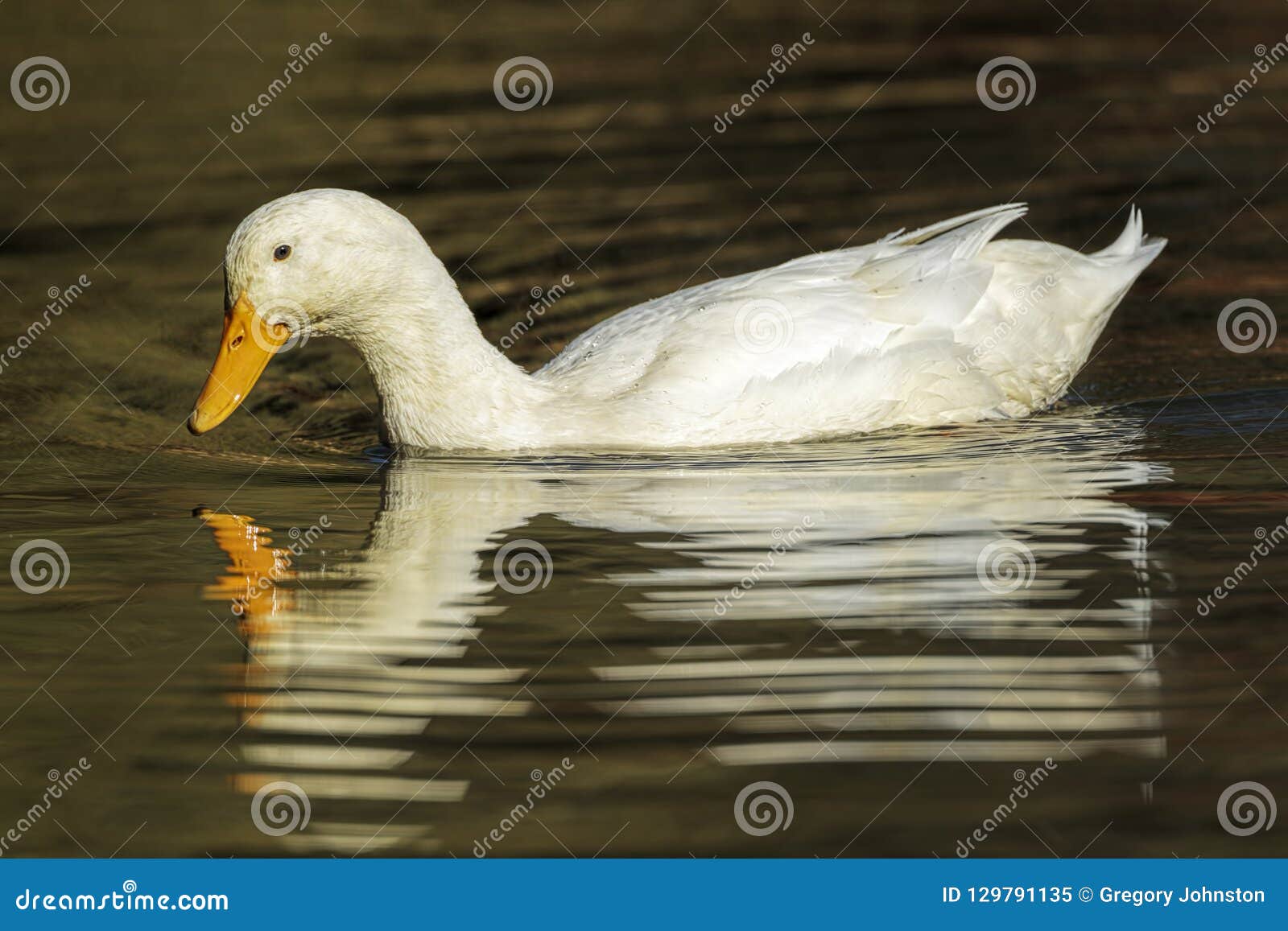 Canard Blanc Sur Un étang Calme Image stock - Image du faune, animal ...