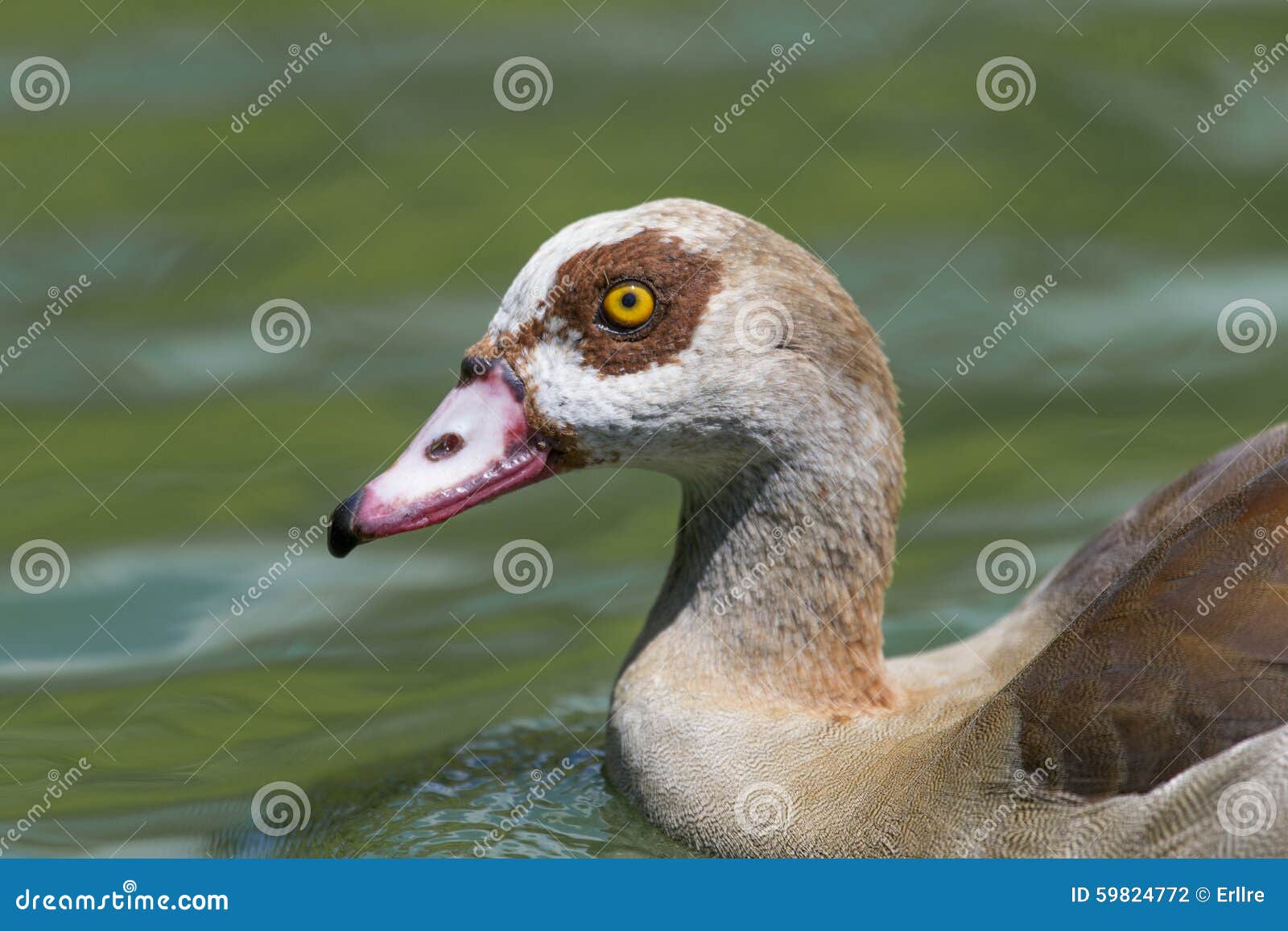 Canard coloré photo stock. Image du brun, waterbird, canard - 59824772