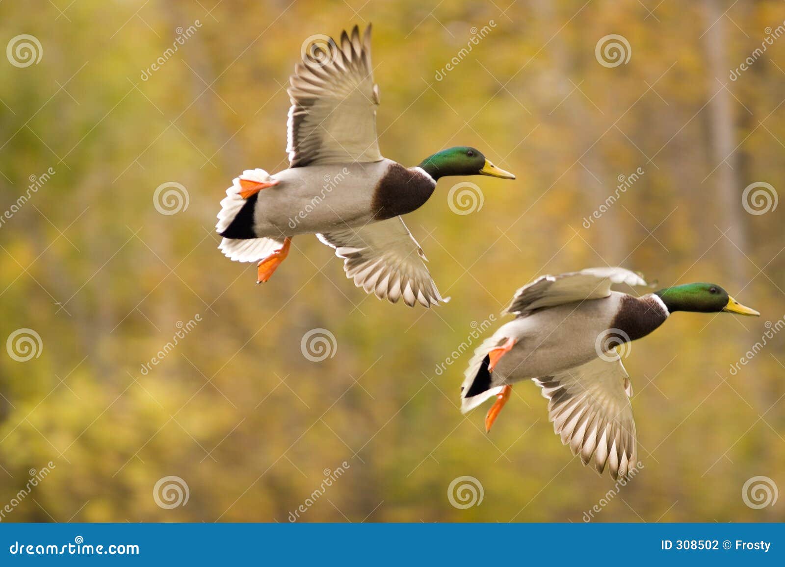 Canard de colvert de vol photo stock. Image du atterrissage - 308502
