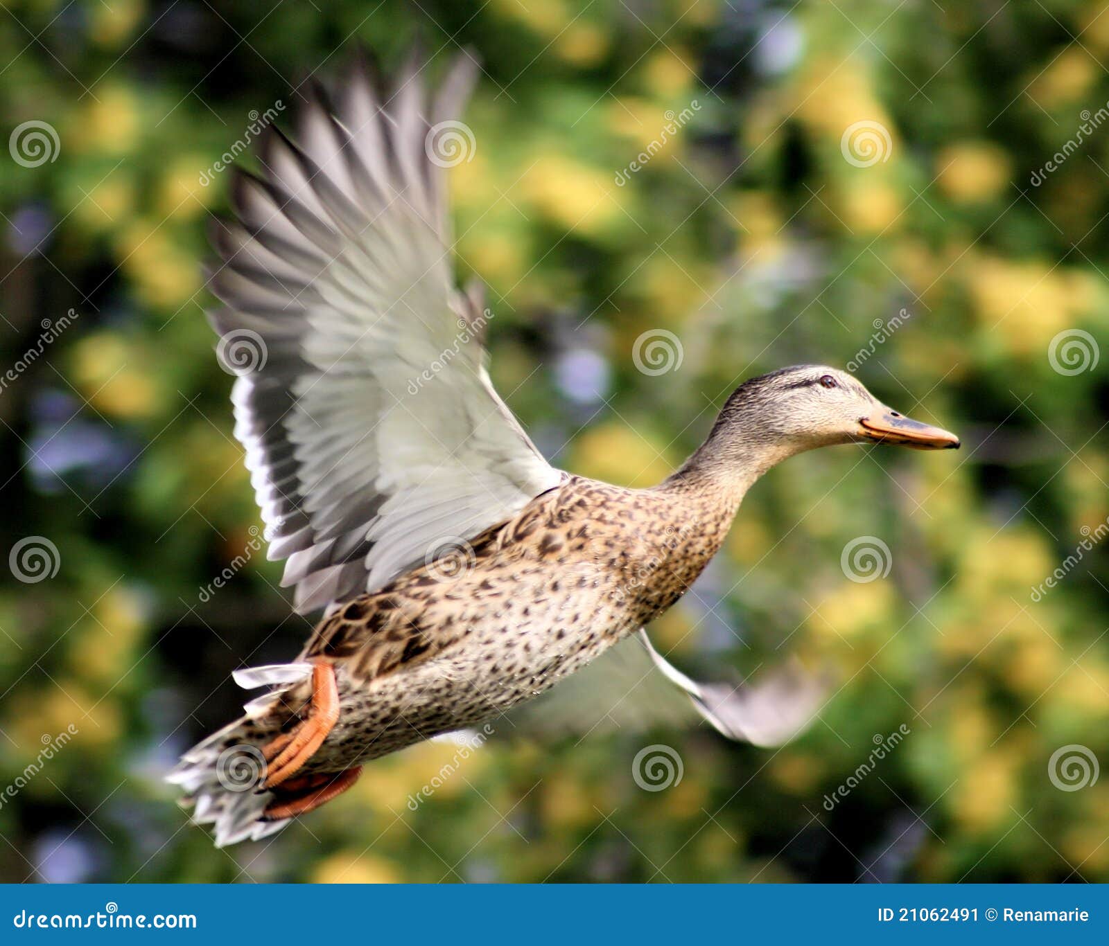 Canard de colvert en vol image stock. Image du envergure - 21062491