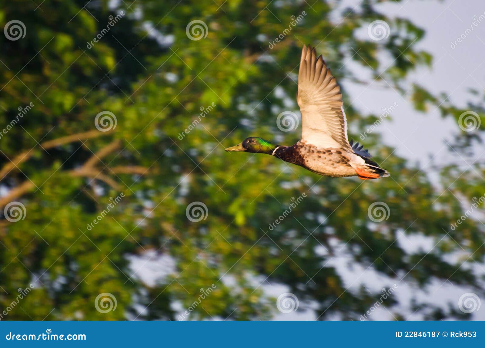 Canard de colvert en vol image stock. Image du aile, oiseau - 22846187