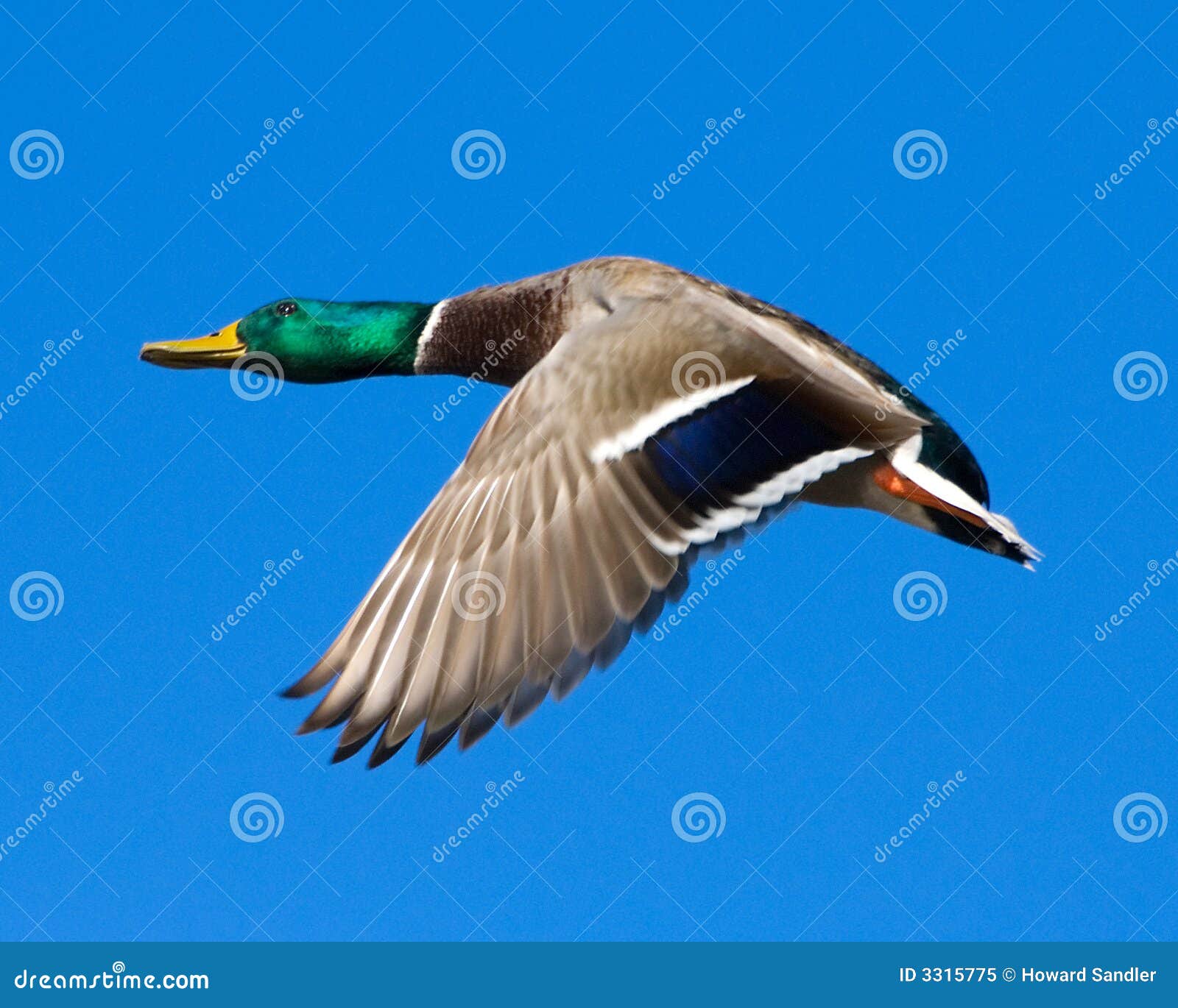 Canard de colvert en vol image stock. Image du vert, oiseau - 3315775