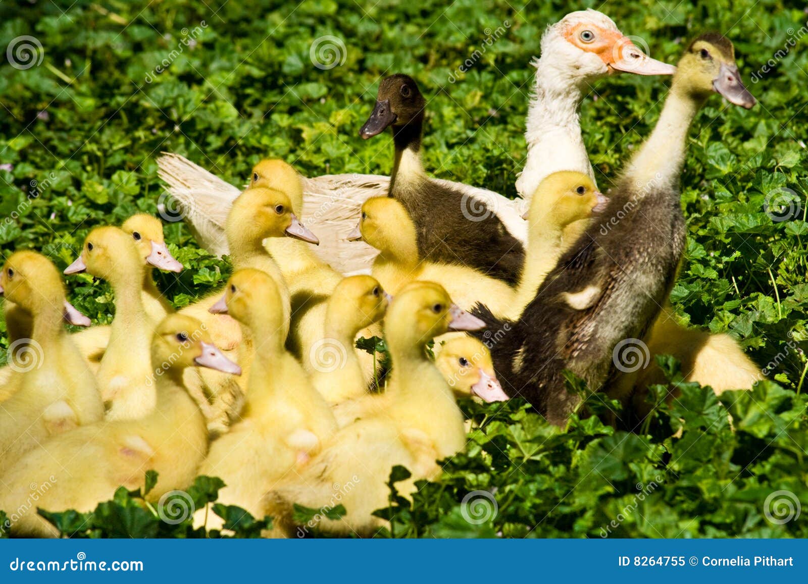 Canard De Muscovy Avec Des Canetons Image stock - Image du oiseau, vert ...