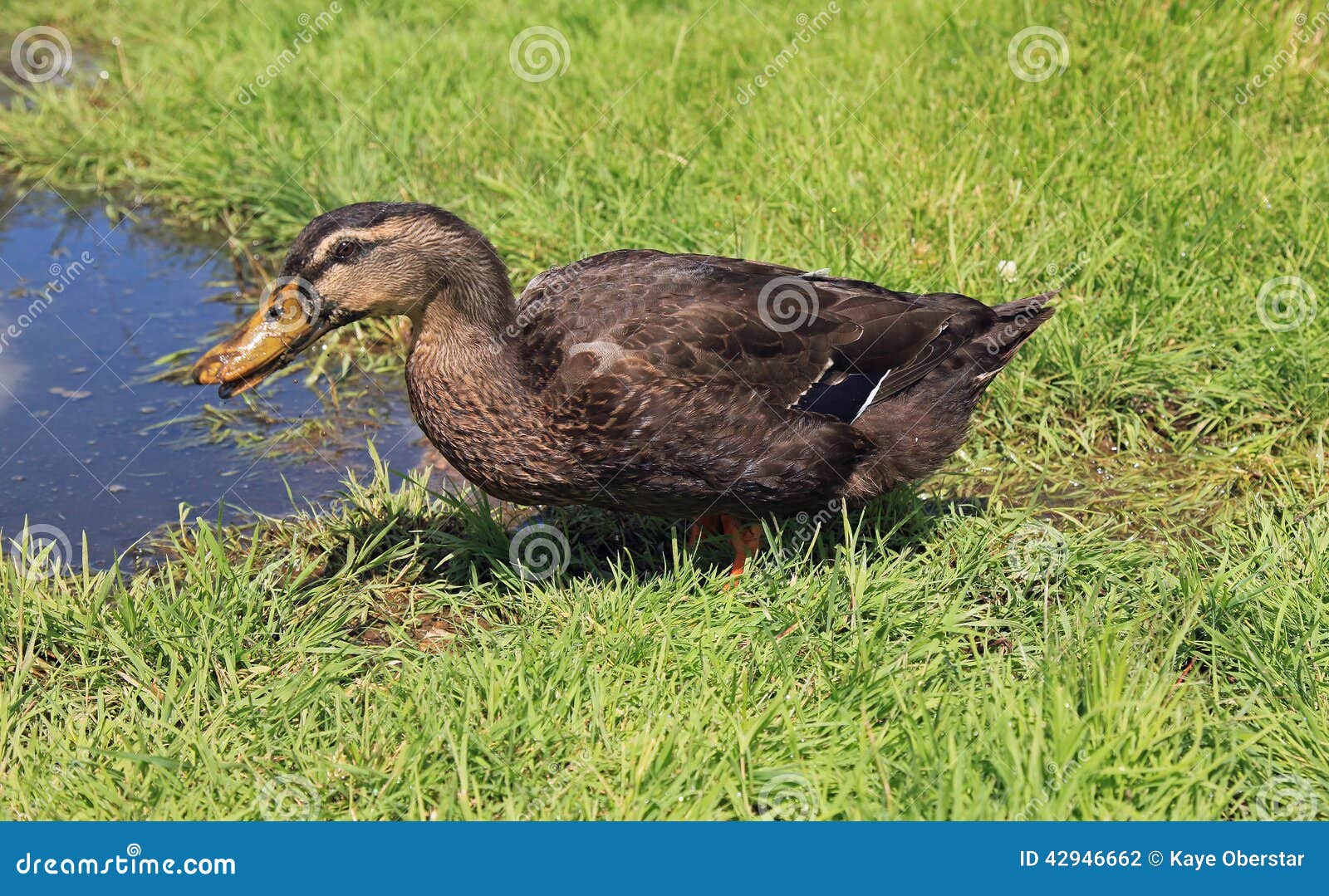 Photos de Canard Domestique De Rouen - Photos de stock gratuites et ...