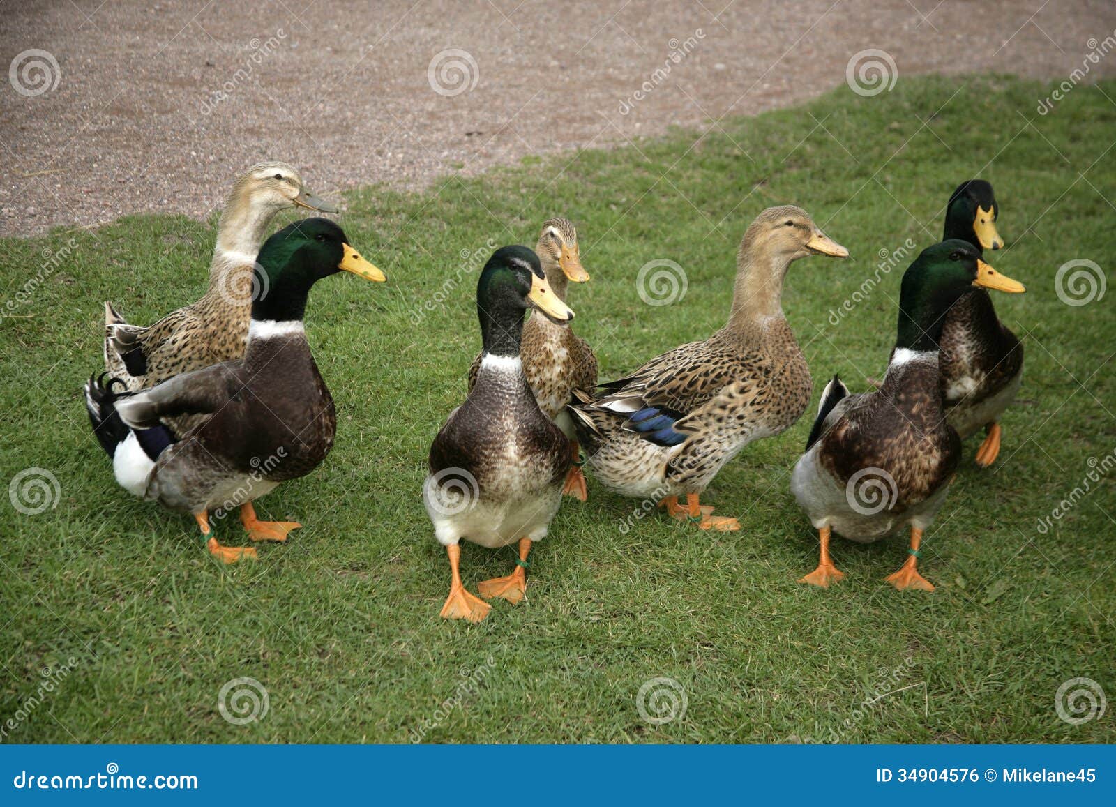 Canard domestique de Rouen photo stock. Image du nature - 34904576