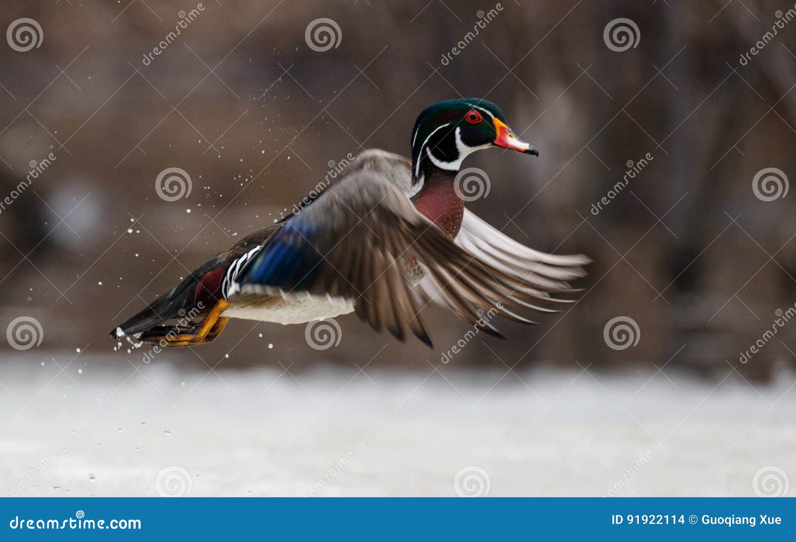 Canard en bois volant photo stock. Image du ornithologie - 91922114