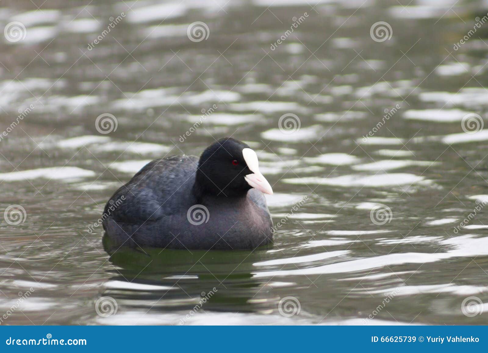 Canard Noir Avec Le Bec Blanc Dans Le Lac Photo stock - Image: 66625739 Canard Noir Avec Le Bec Blanc Dans Le Lac Photo stock - Image: 66625739