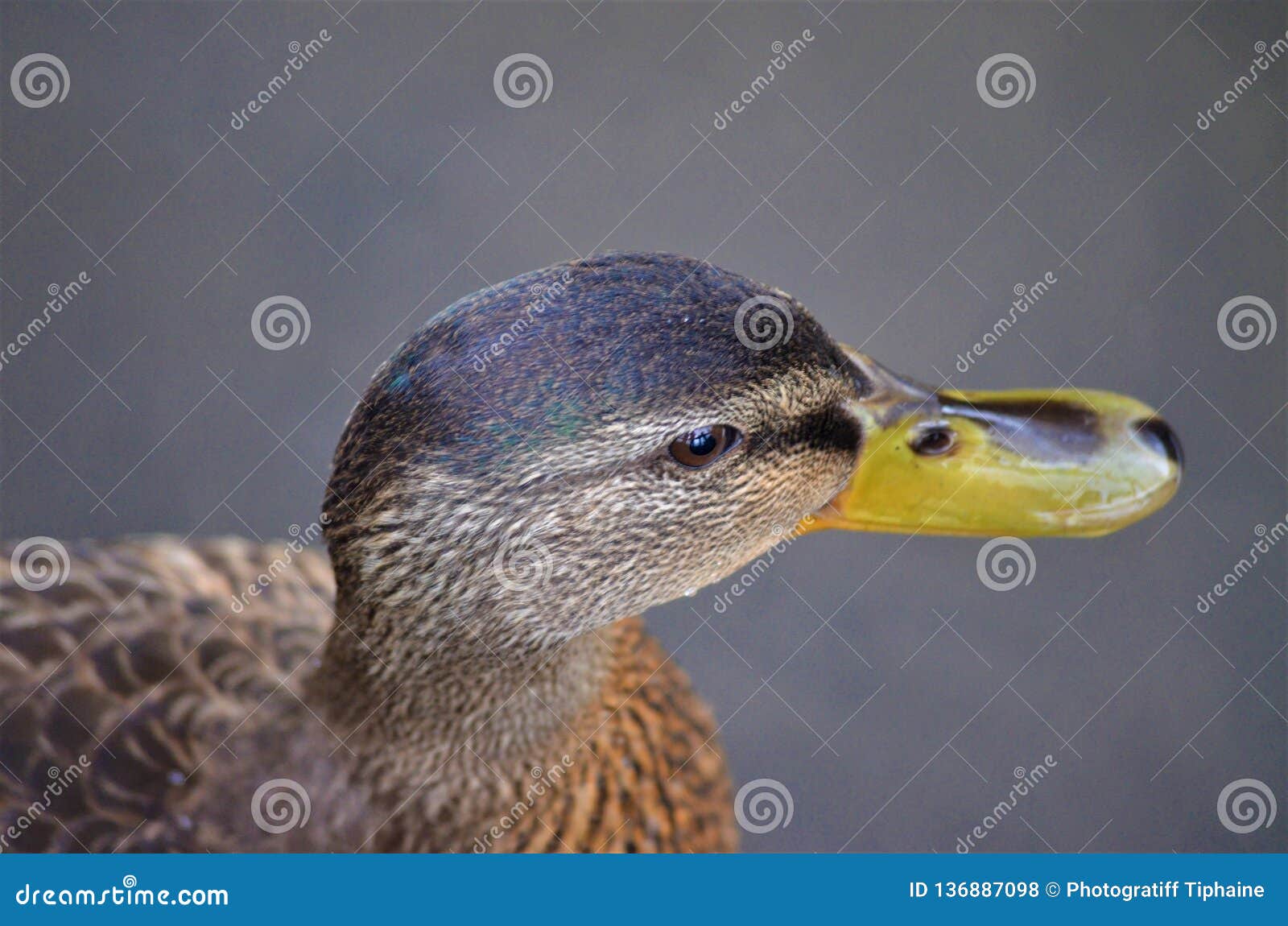 Canard stock photo. Image of animal, canard, bird, brest - 136887098