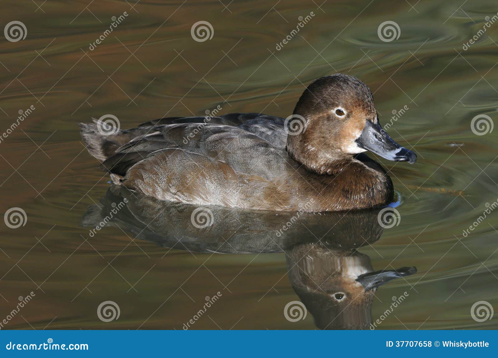 Canard roux photo stock. Image du canada, roux, faune - 37707658