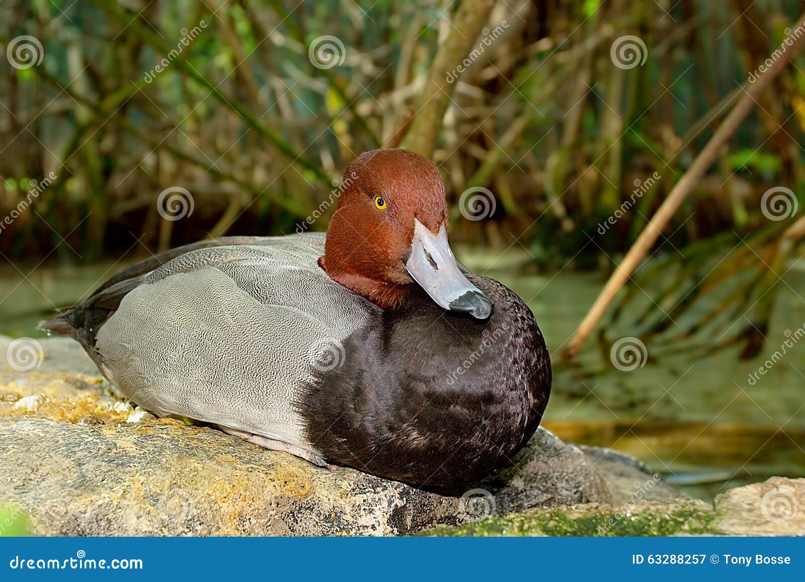 Canard roux image stock. Image du volaille, animal, faune - 63288257