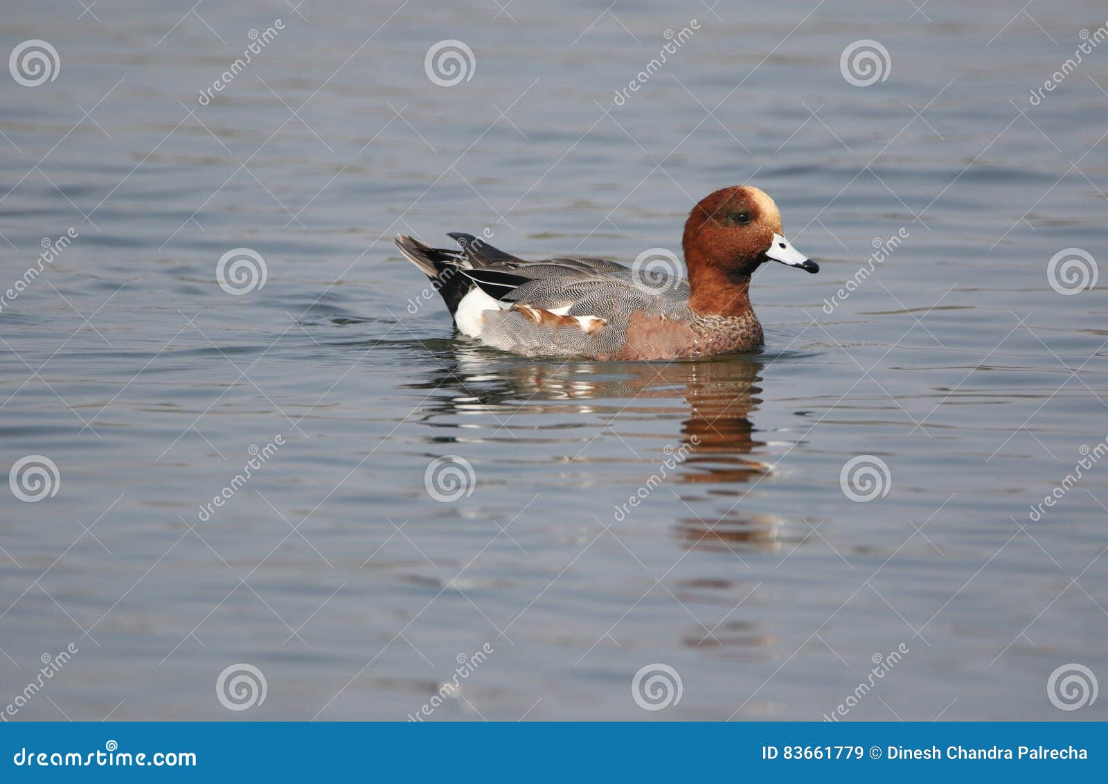Canard roux image stock. Image du brun, fuselage, noir - 83661779
