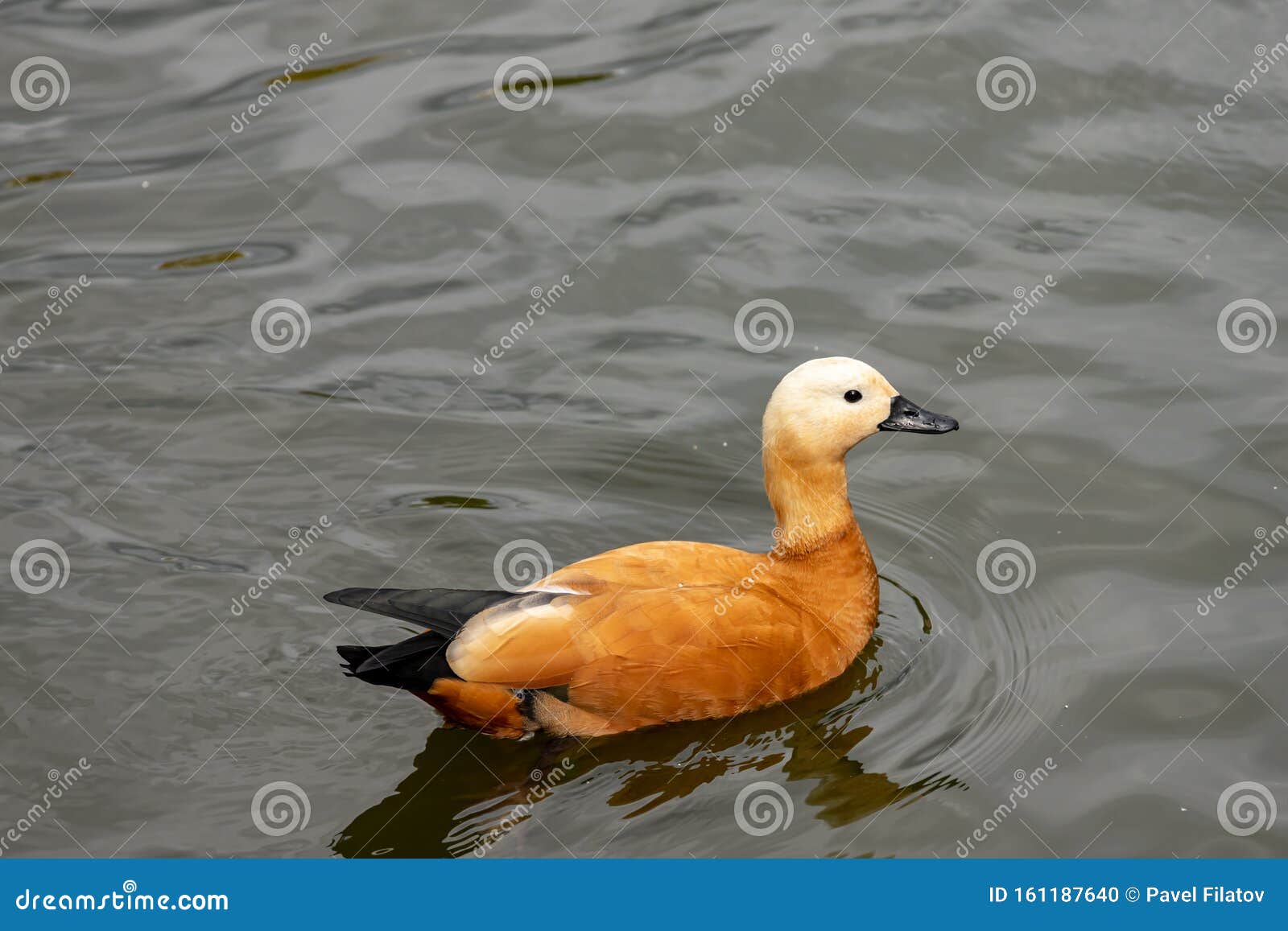 Canard Roux Shelduck Nage Dans Le Lac Photo stock - Image du vermeil ...