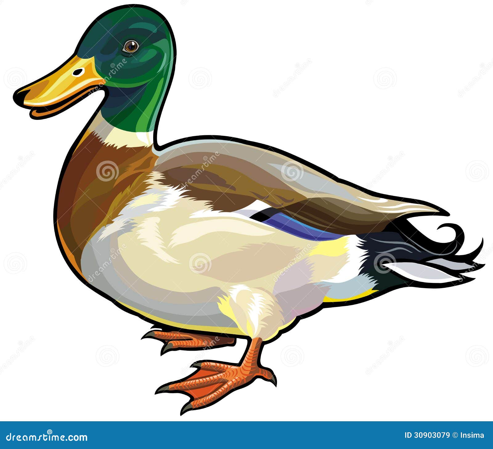Canard sauvage illustration de vecteur. Image du côté - 30903079