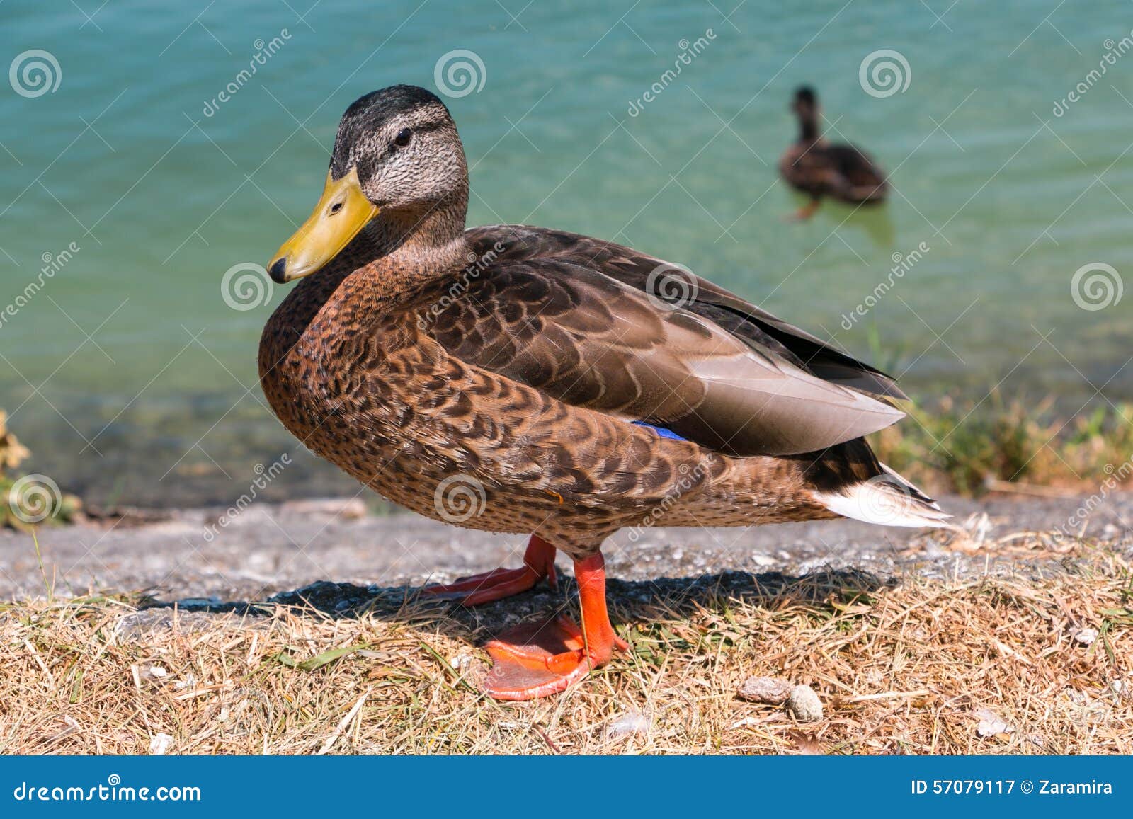 Canard sauvage image stock. Image du bleu, canard, femelle - 57079117