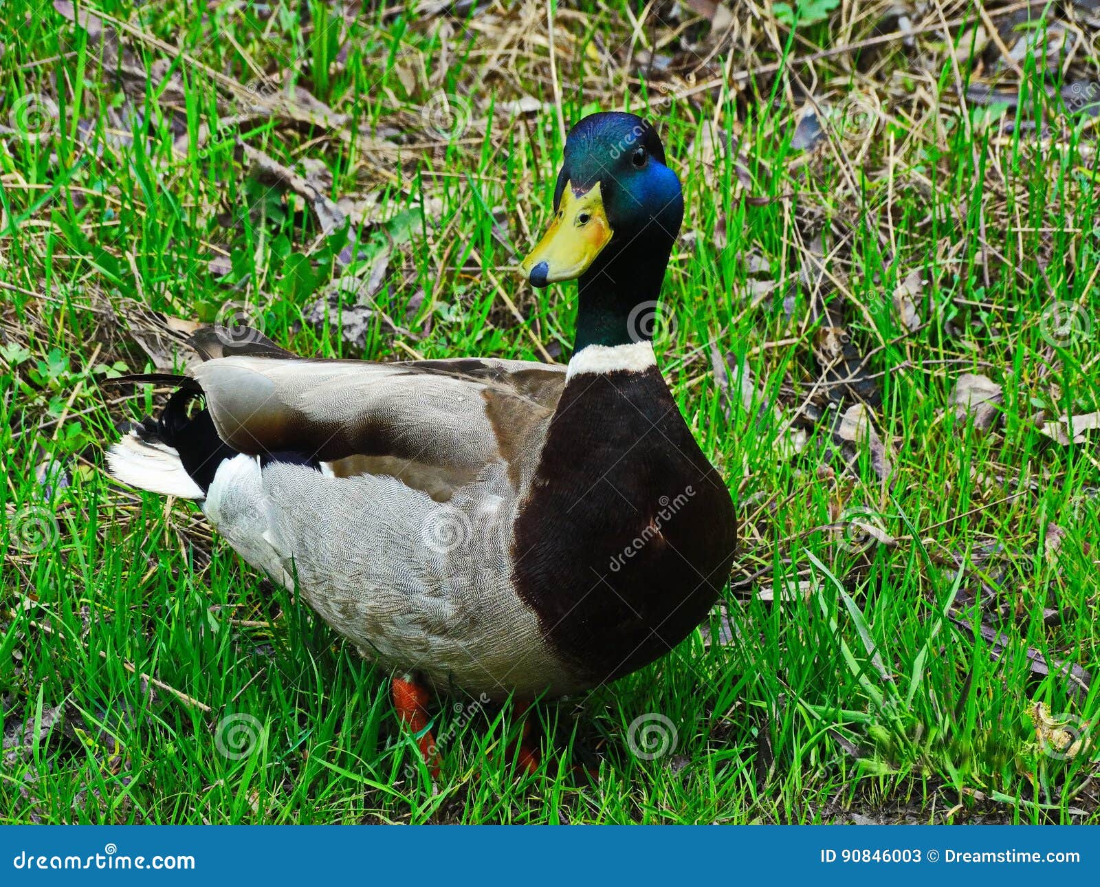 Canard sauvage image stock. Image du chasse, durée, ornithologie - 90846003