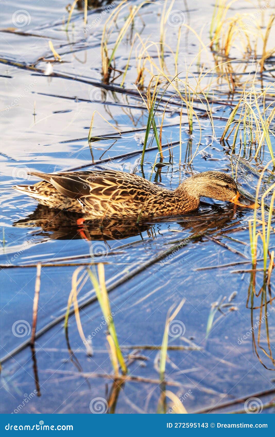 Canard sauvage image stock. Image du waterbird, charadriidé - 272595143