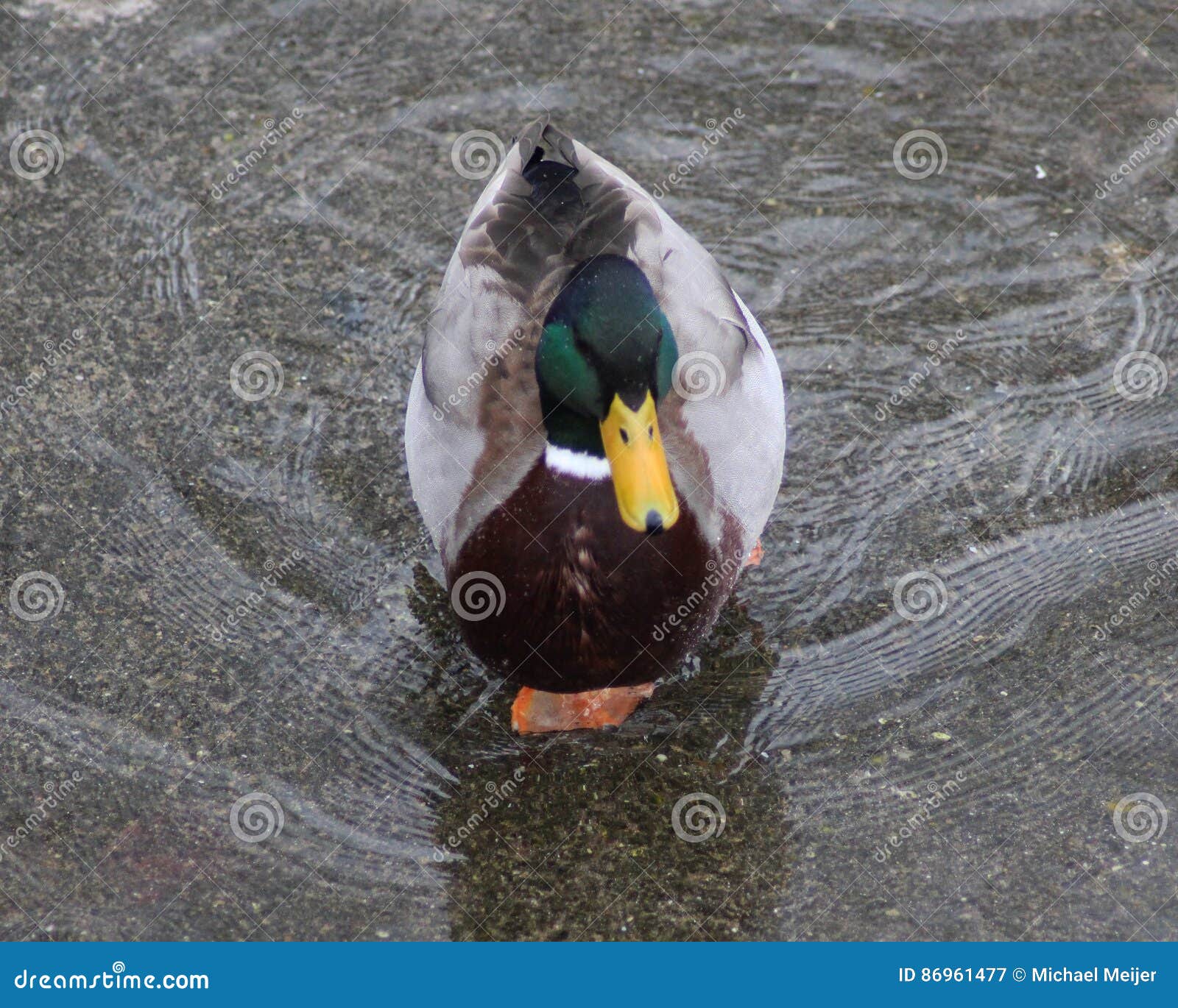 Canard sauvage masculin image stock. Image du canard - 86961477