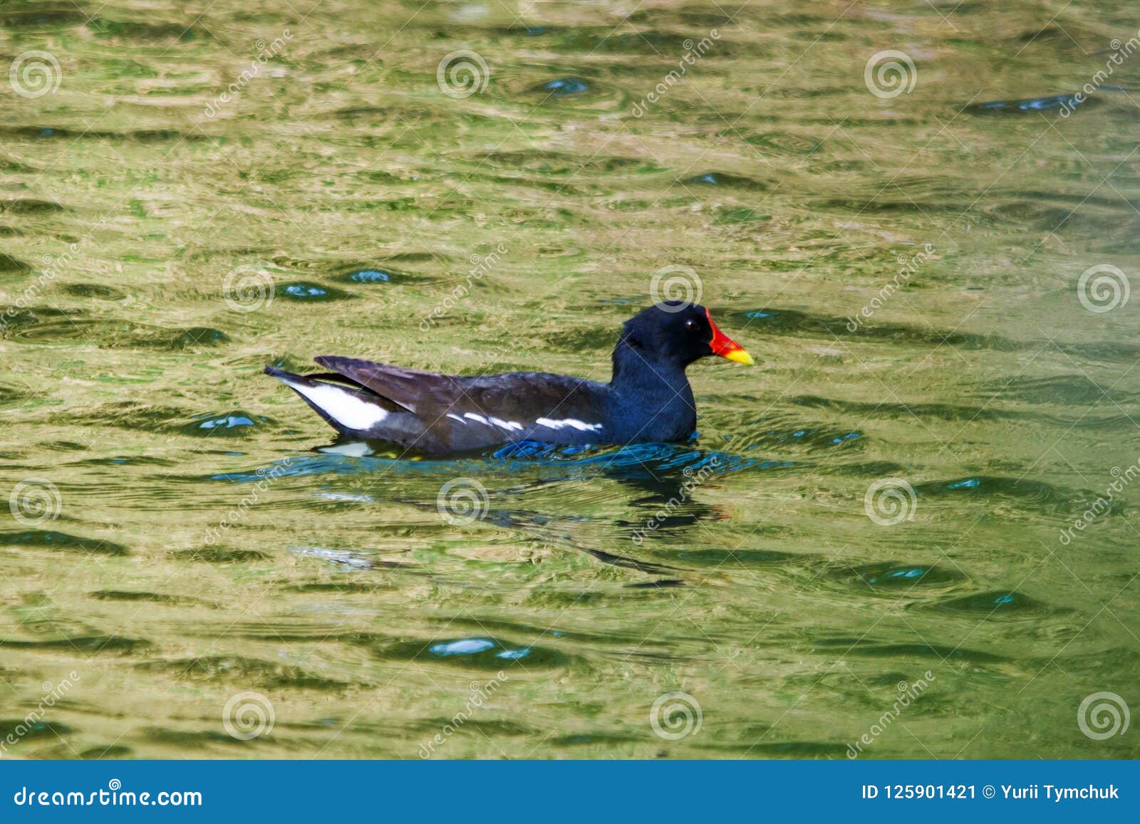 Canard sauvage sur l'eau image stock. Image du chasse - 125901421