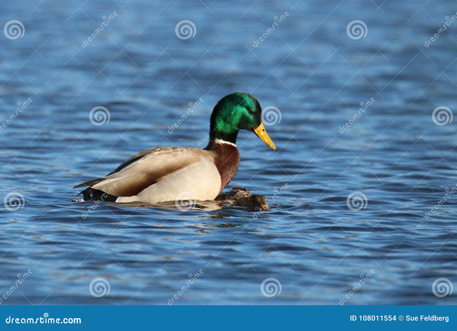 Canards de accouplement photo stock. Image du sexe, masculin - 108011554