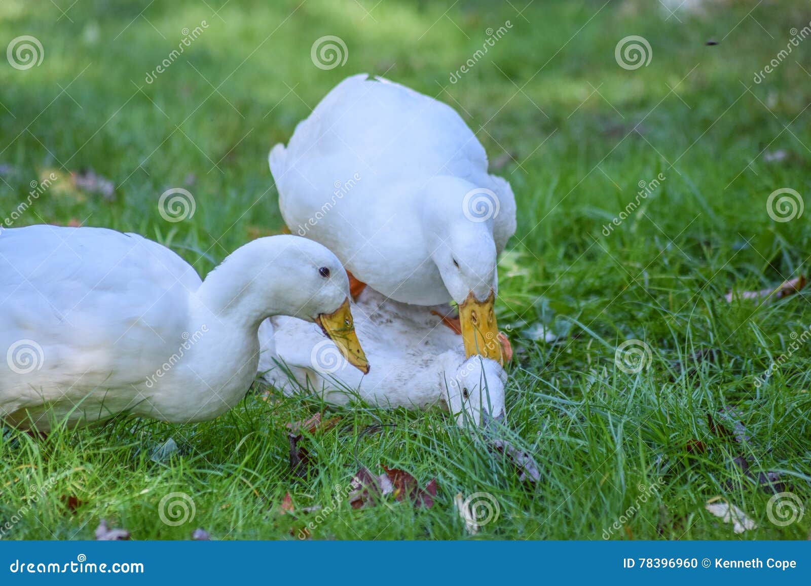 Canards De Accouplement De Pekin Photo stock - Image du rapports ...