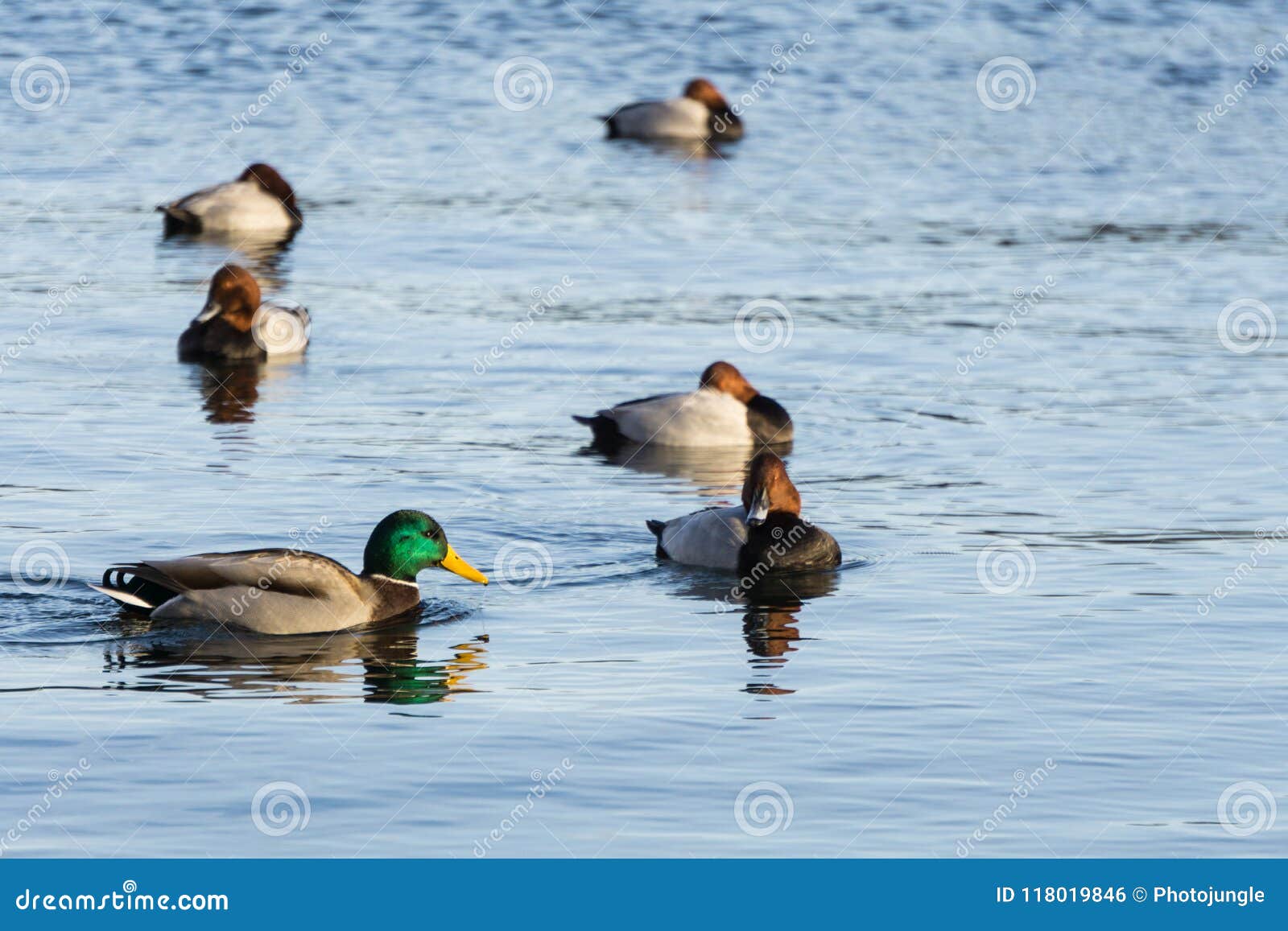 Canards De Natation Dans Les Lacs Copenhagen Photo stock - Image du ...