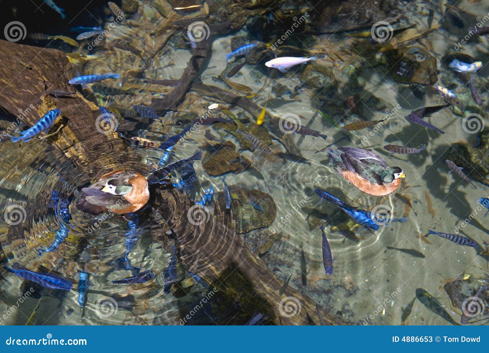 Canards Et Poissons De Colvert Image stock - Image du distinctif ...