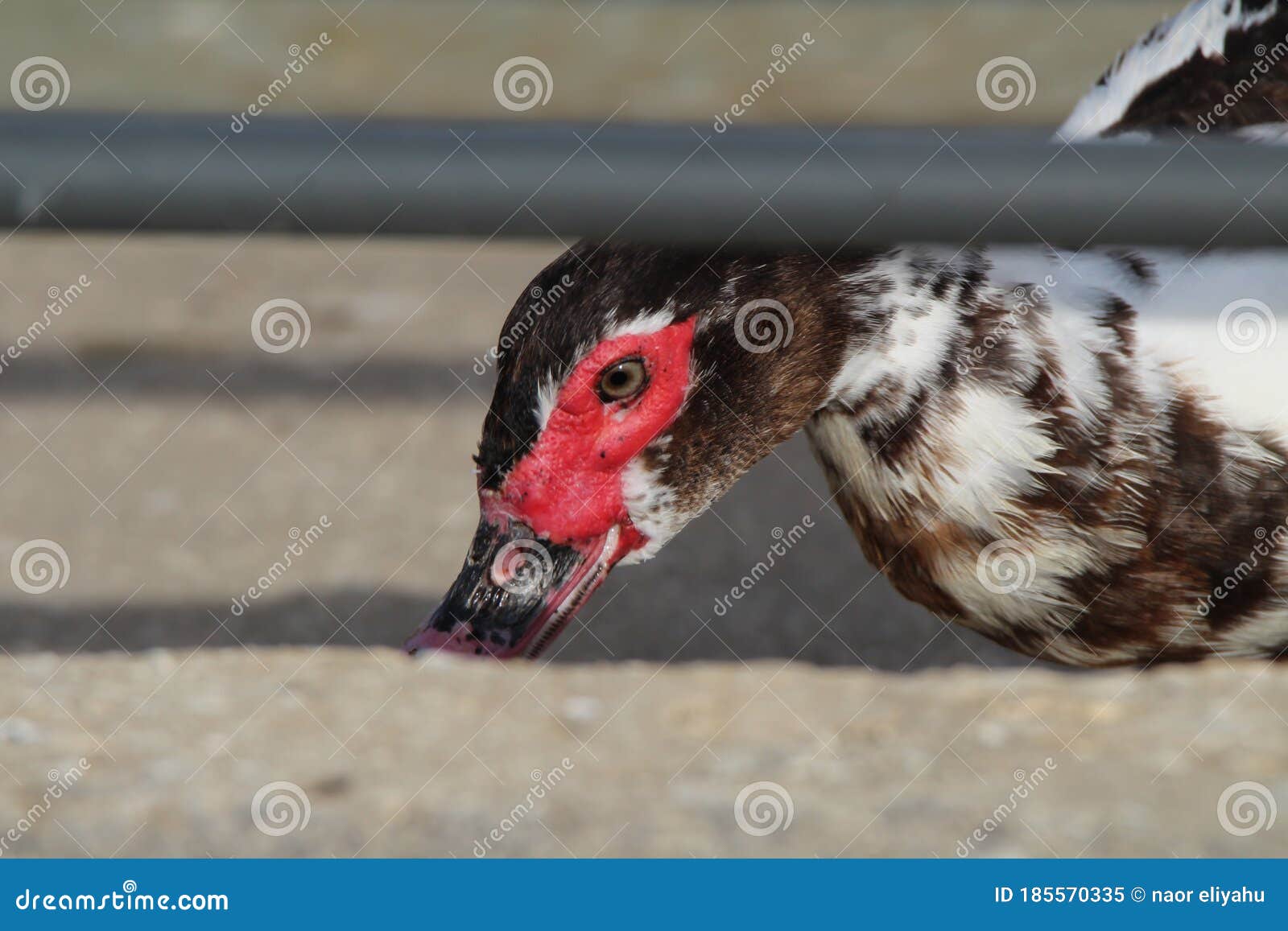 Canards Manger Et D'eau Potable Et De La Natation Image stock - Image ...
