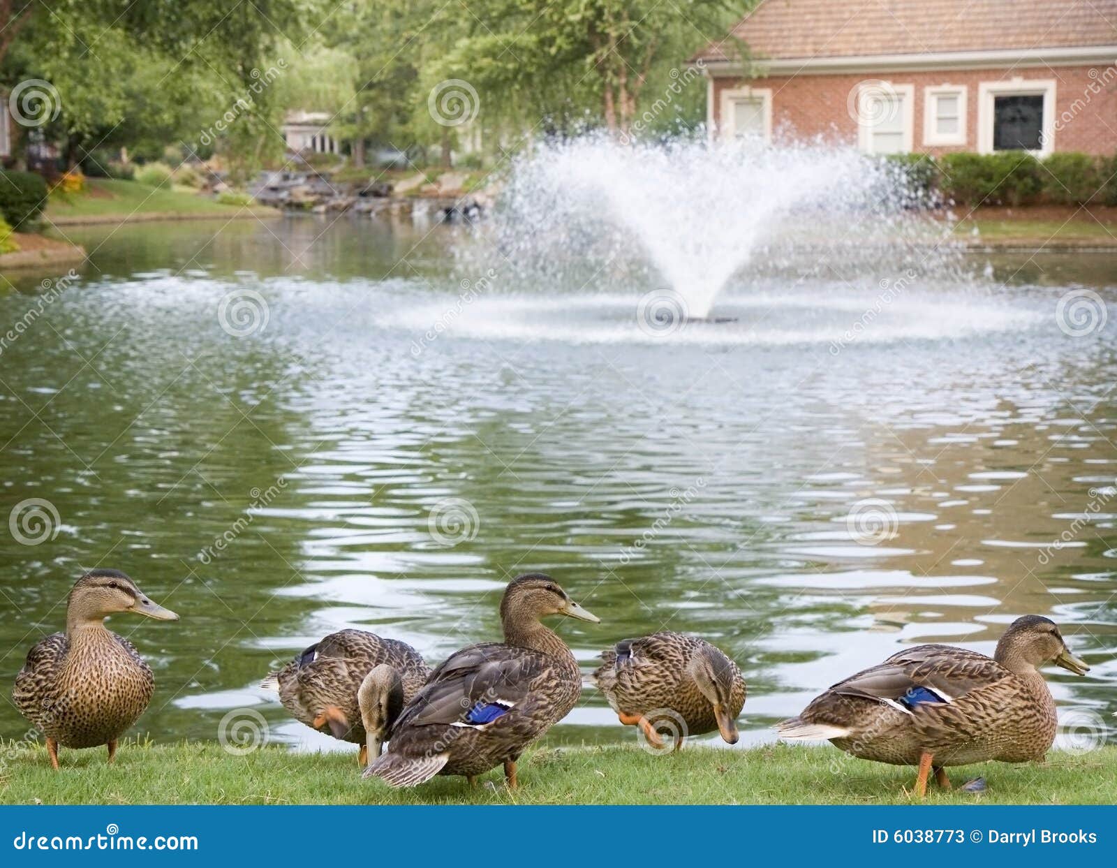 Canards Par Lake Avec La Fontaine Image stock - Image du clavettes ...