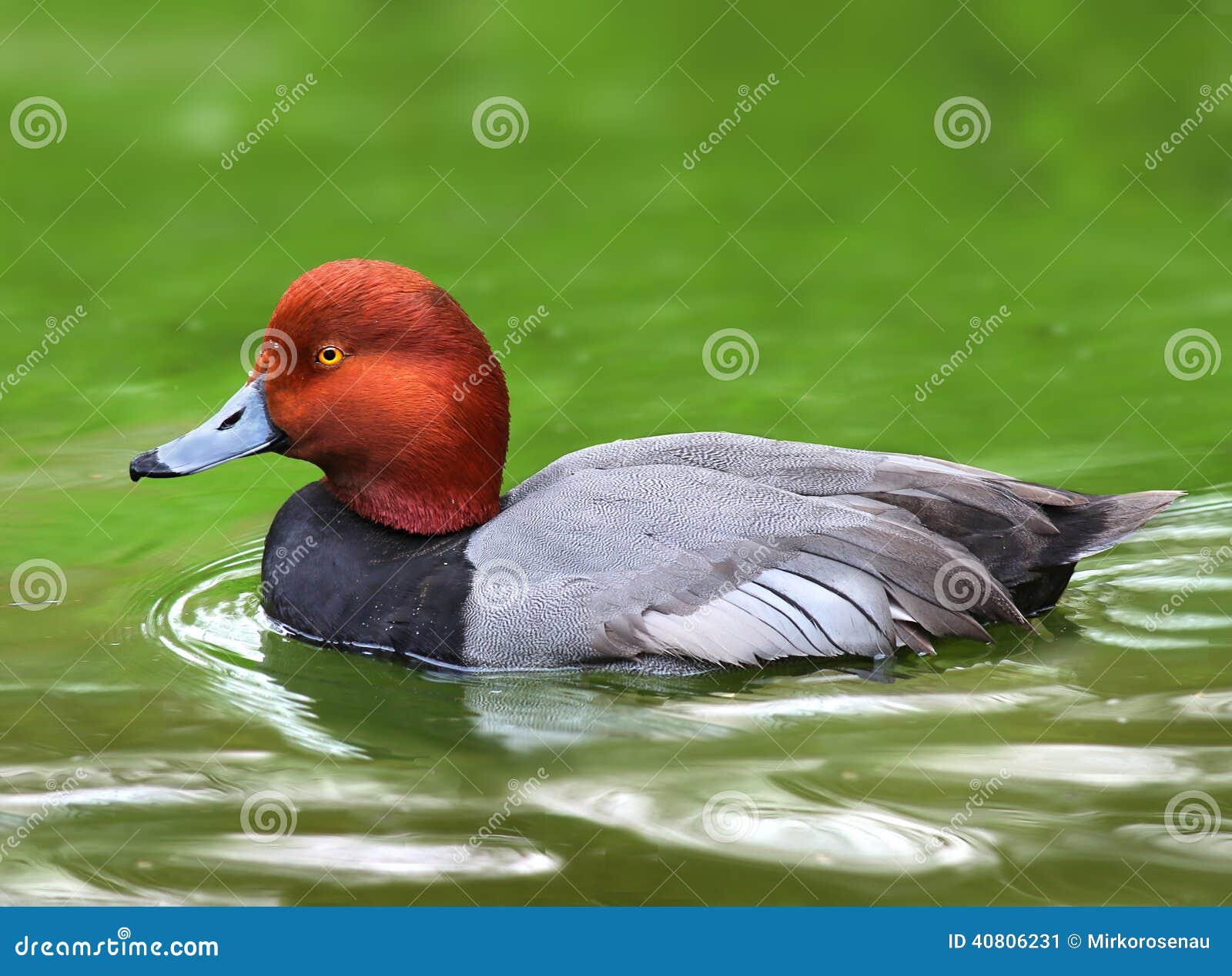 Canards Roux De Natation De Duck Male Duck Image stock - Image du ...