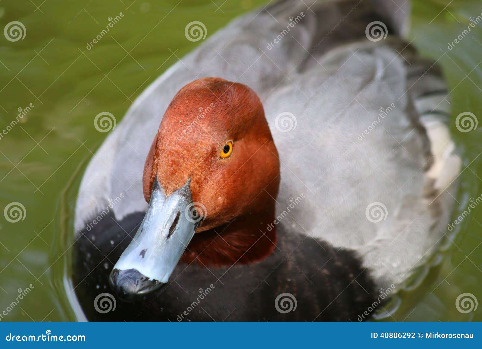 Canards Roux De Natation De Duck Male Duck Photo stock - Image du ...