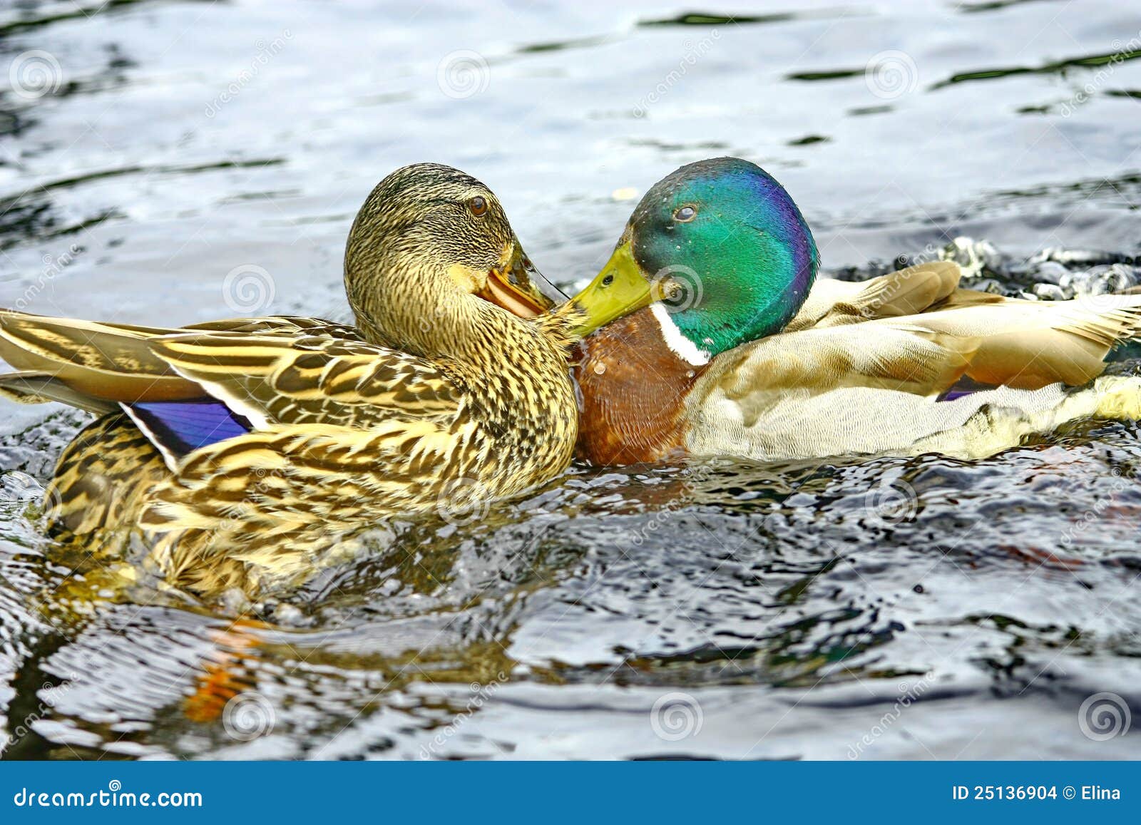 Canards sauvages photo stock. Image du jardins, sapins - 25136904