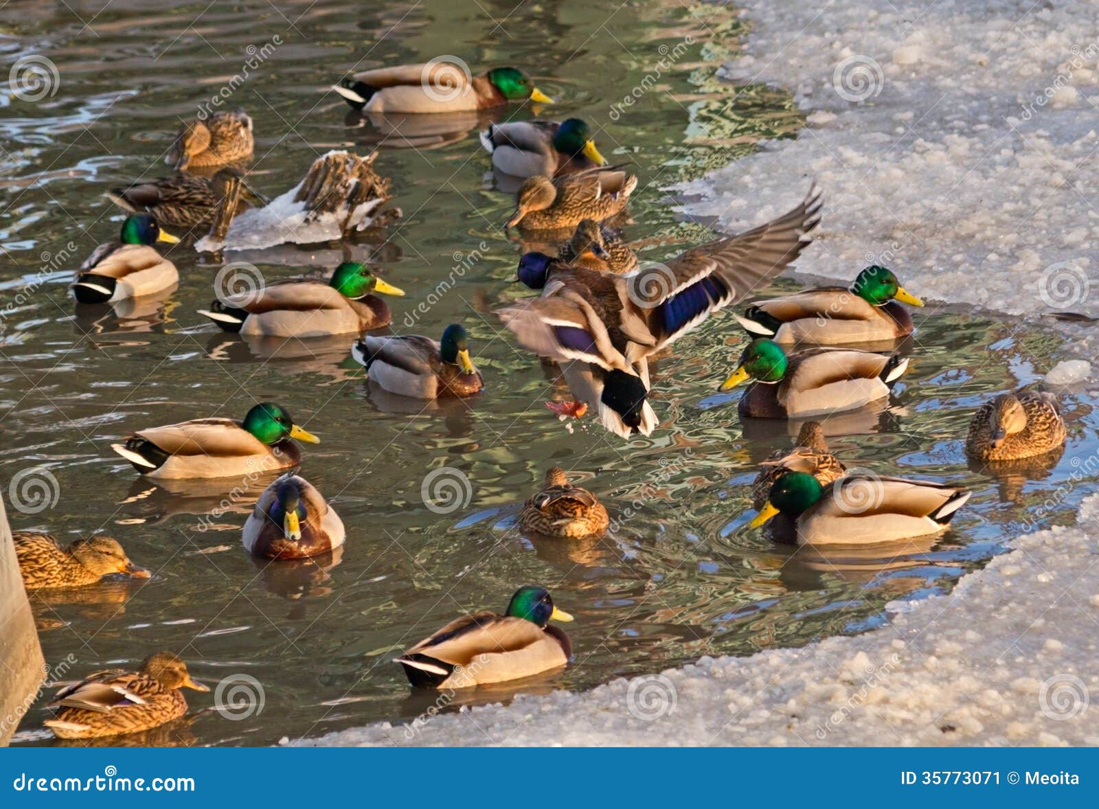 Canards sauvages image stock. Image du cordon, ondulation - 35773071