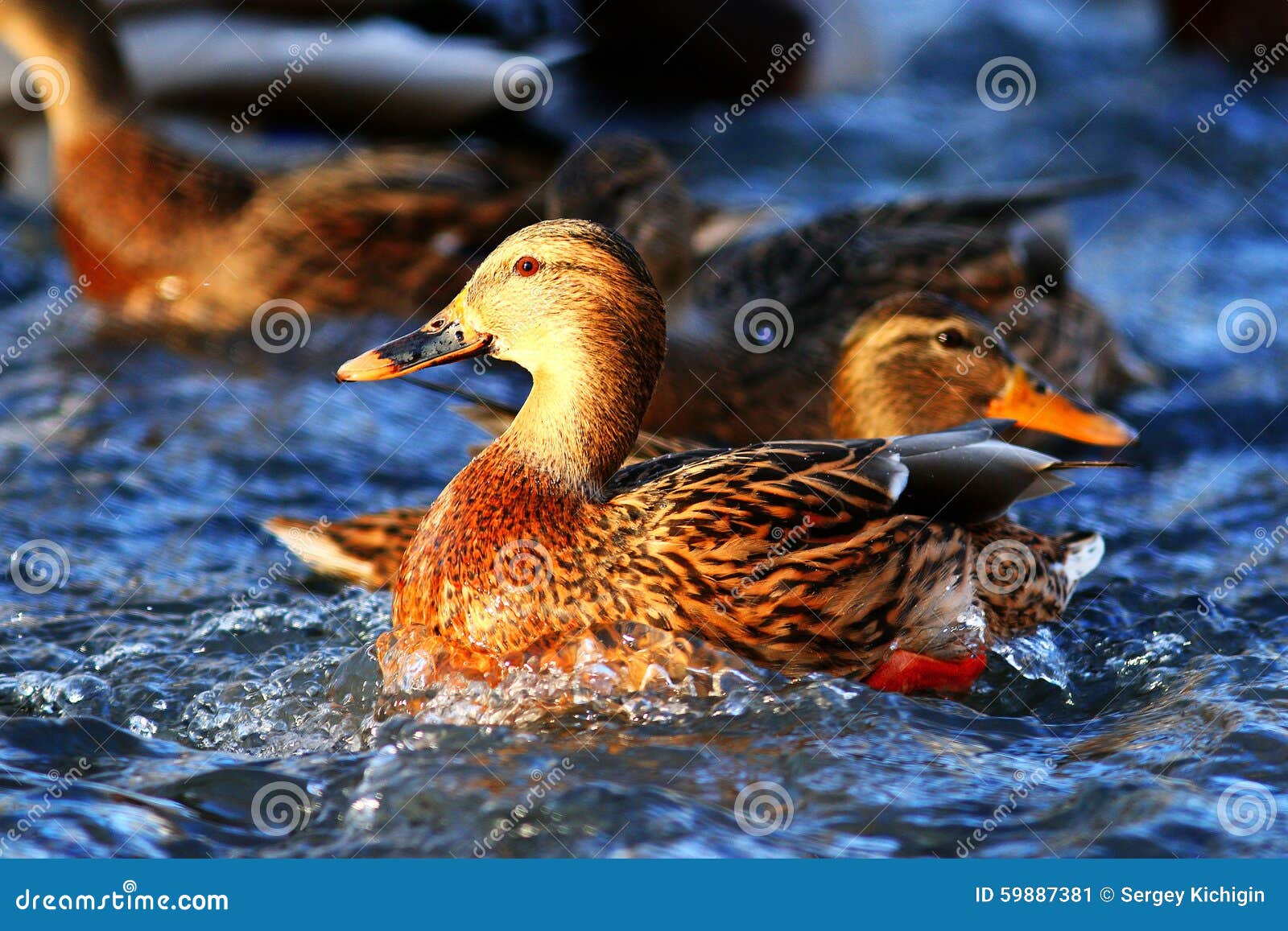 Canards sauvages image stock. Image du herbe, nature - 59887381