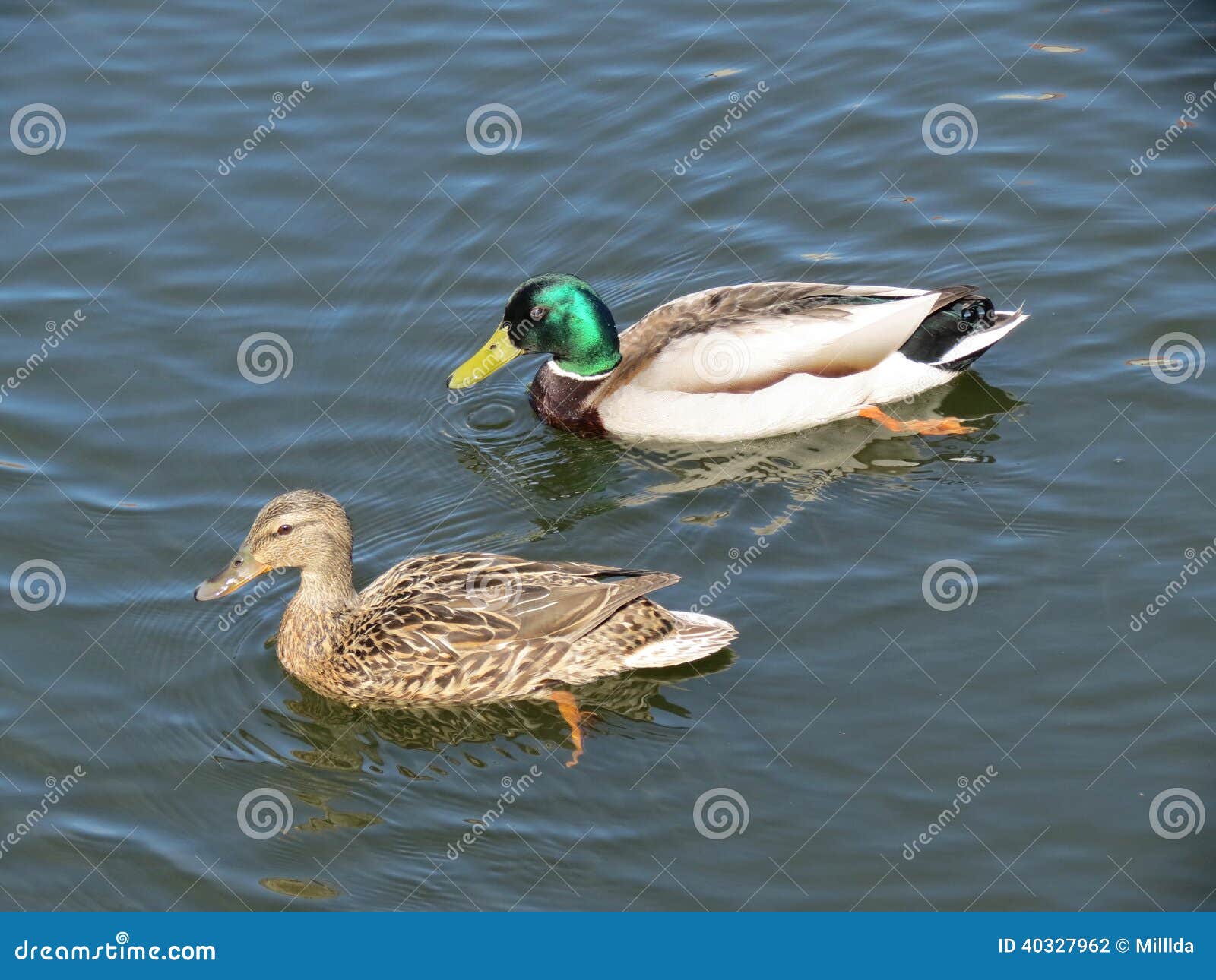 Canards sauvages colorés photo stock. Image du jour, vert - 40327962