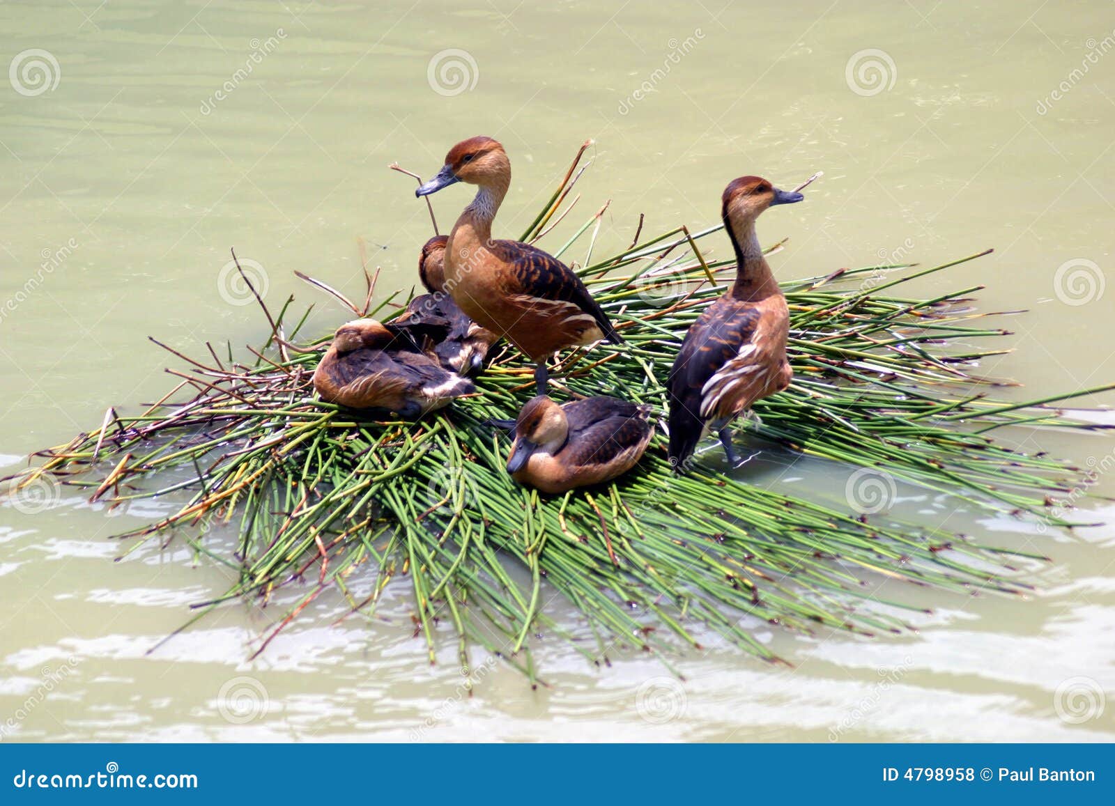 Canards Sur Un Bateau Tubulaire Photo stock - Image du nature, intact ...