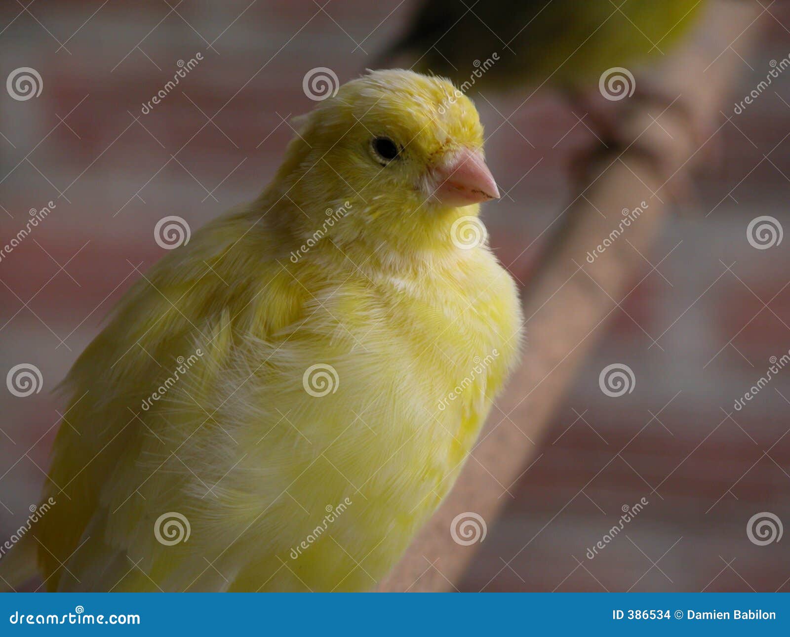 Canari stock photo. Image of yellow, canary, damien, titi - 386534