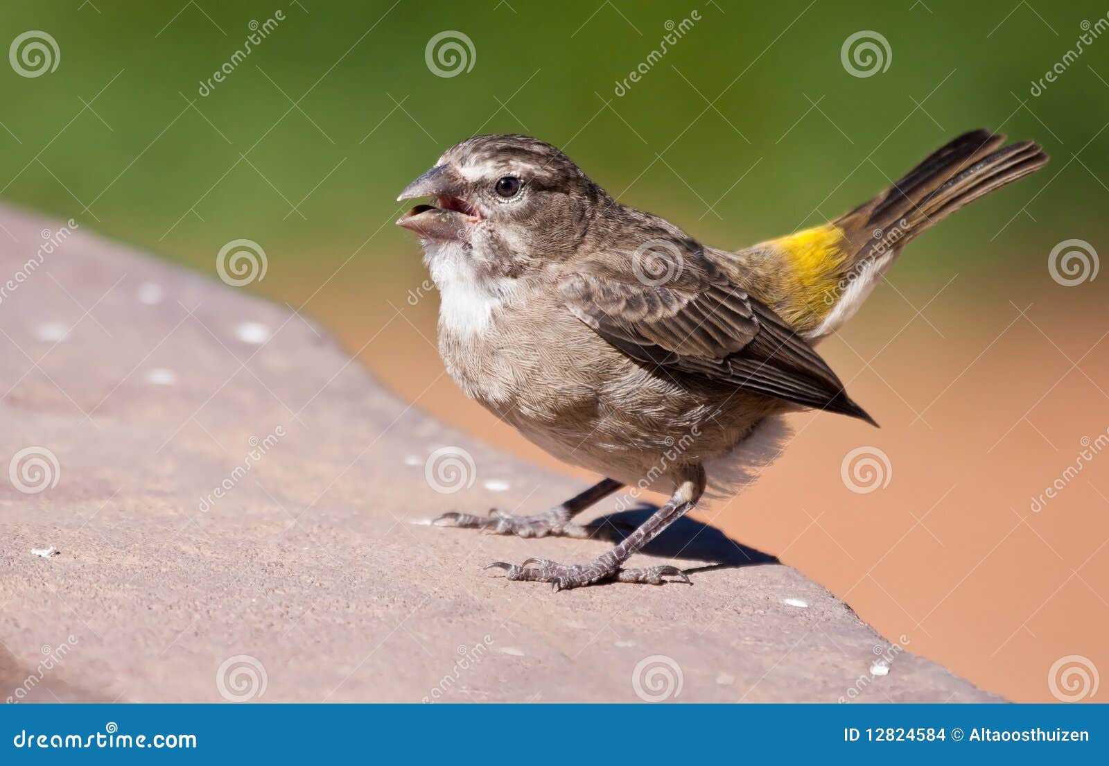 Canari Blanc-throated photo stock. Image du soleil, petit - 12824584