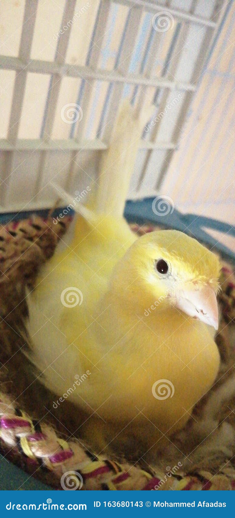 Canari stock image. Image of animals, canari, canaris - 163680143