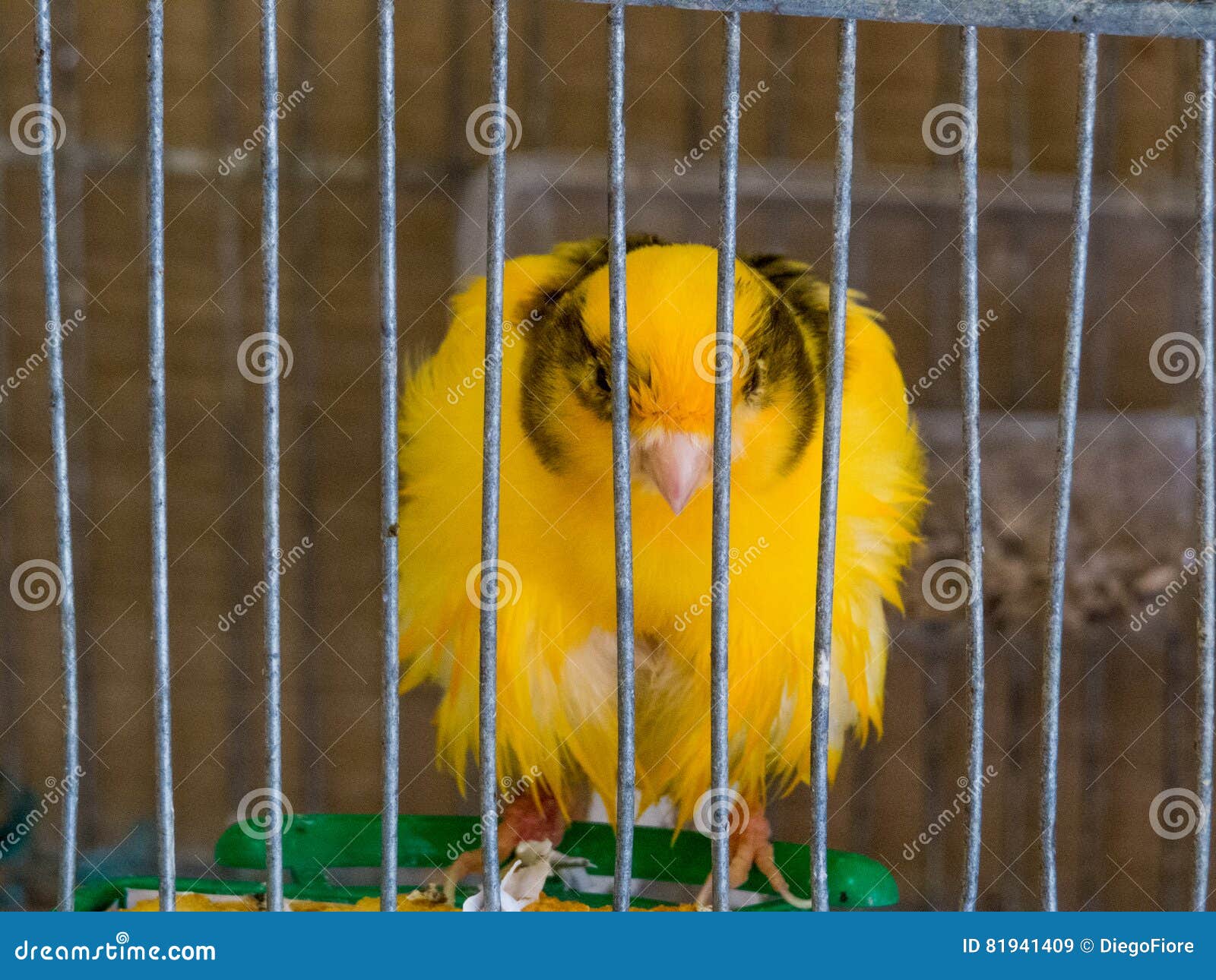 Canari dans une cage image stock. Image du beau, barres - 81941409
