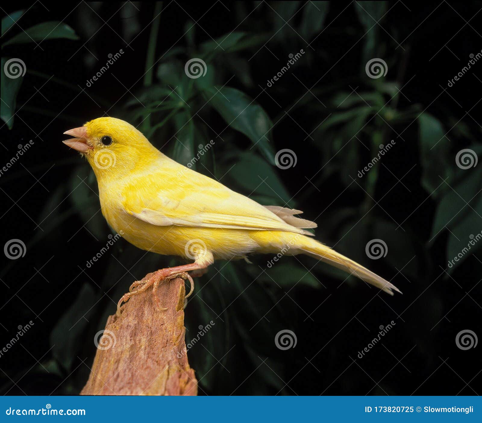 CANARI DE CHANT MALINOIS stock image. Image of wildlife - 173820725