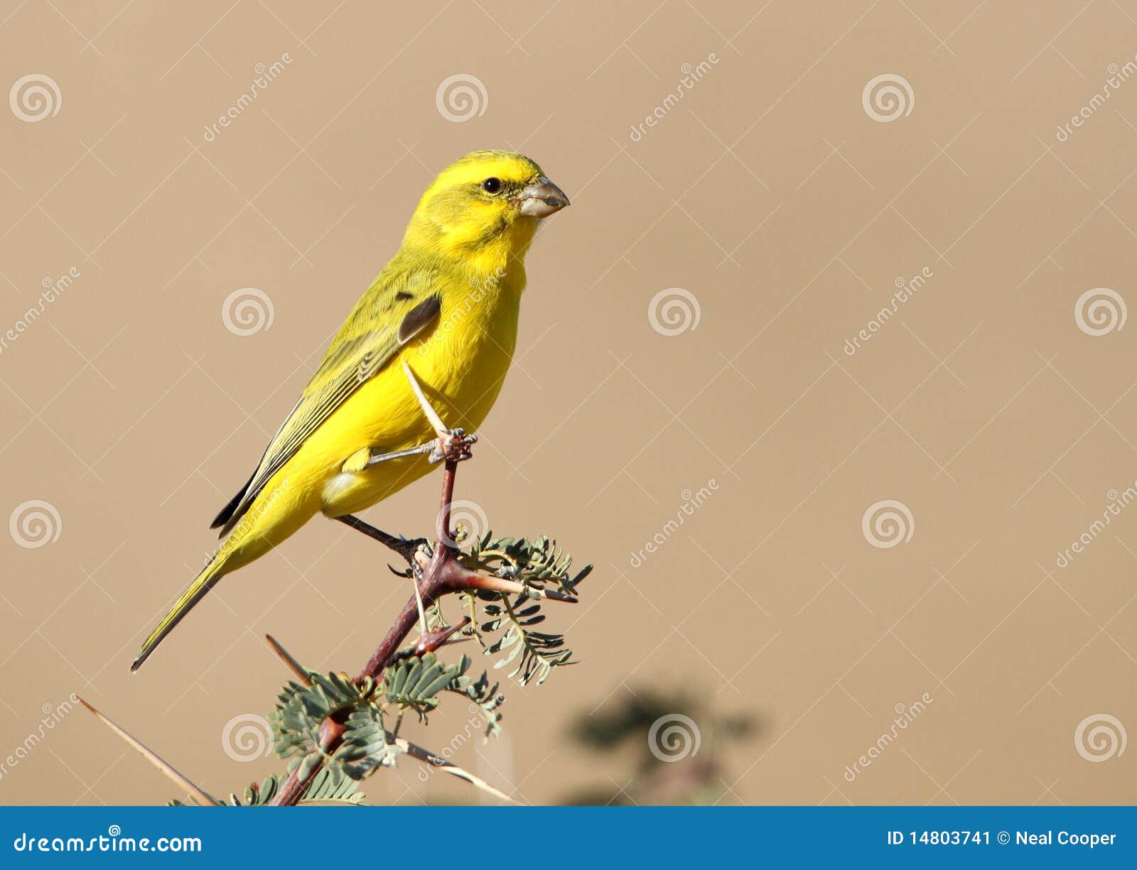 Canari Jaune Photos Stock - Téléchargez 14,062 Photos libres de droits