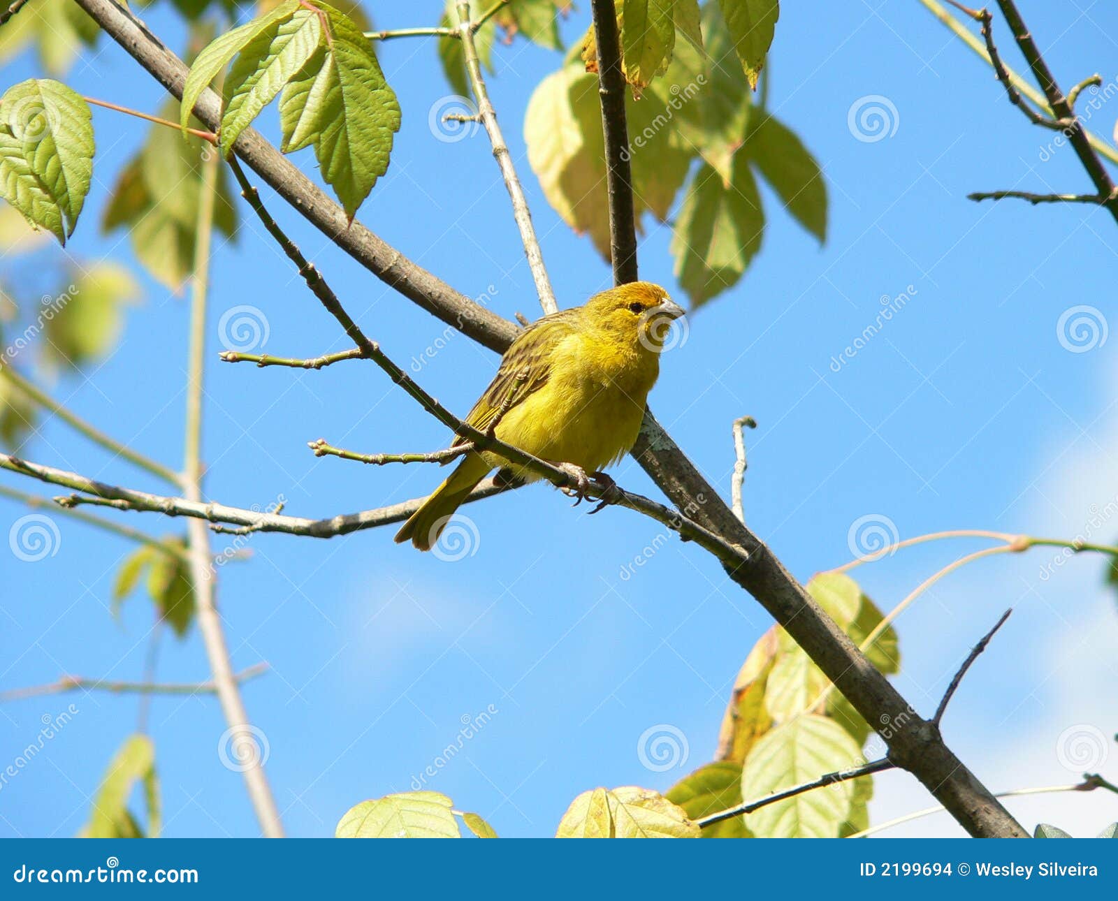 Canari jaune photo stock. Image du oiseau, jaune, clou - 2199694
