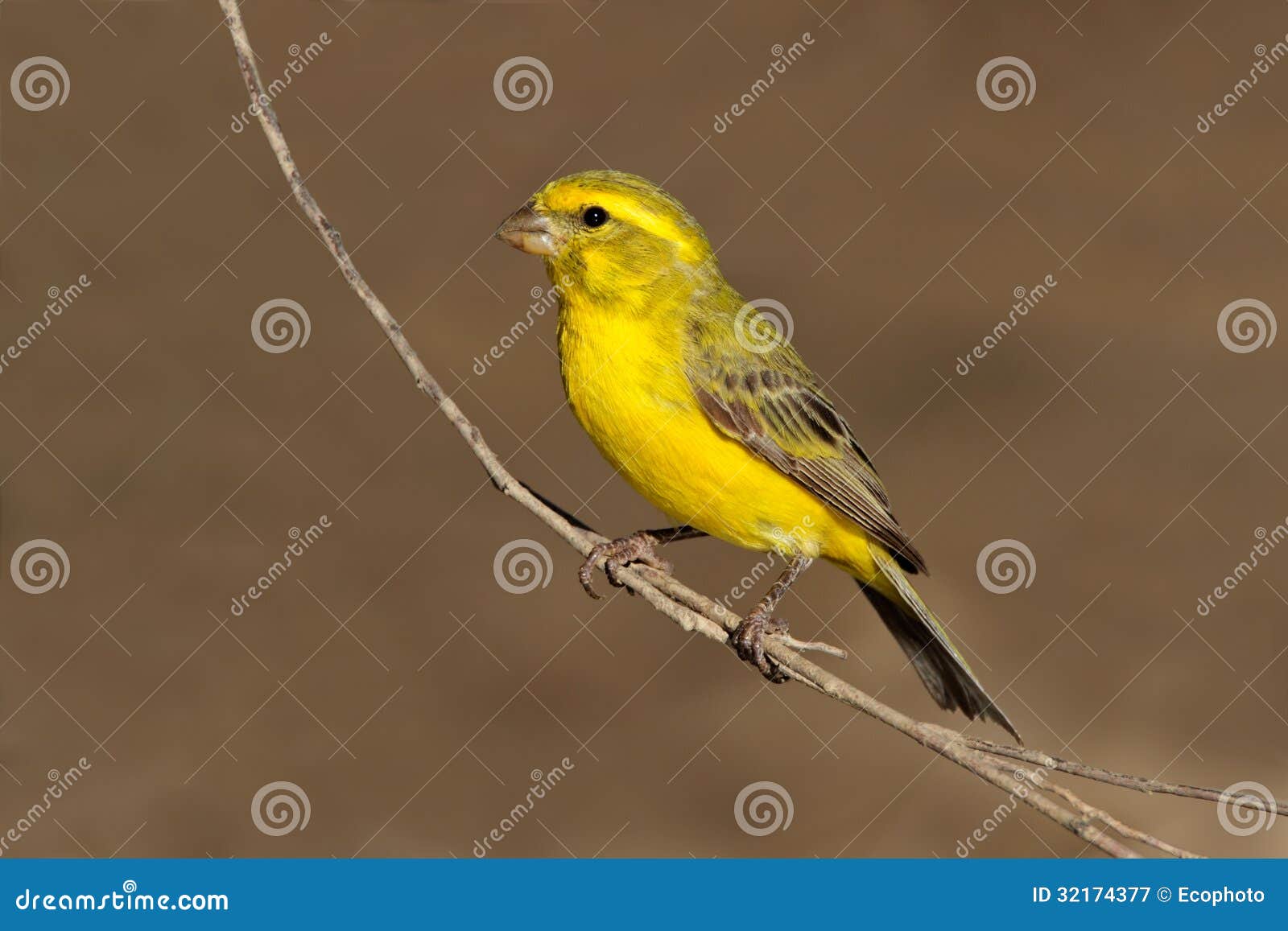 Canari jaune image stock. Image du perche, écologie, attentif - 32174377