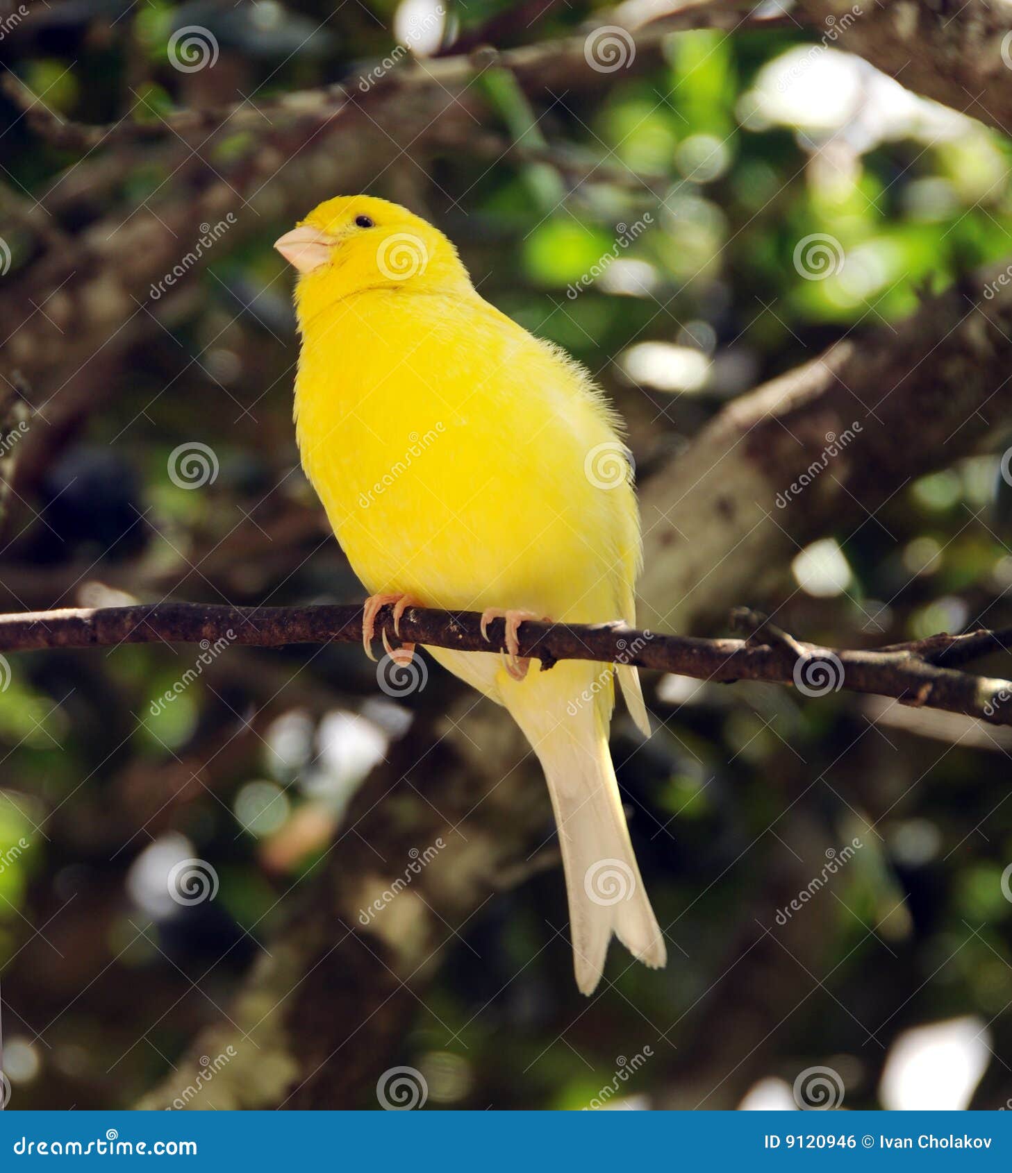 Canari jaune photo stock. Image du oiseau, tropique, tropical - 9120946