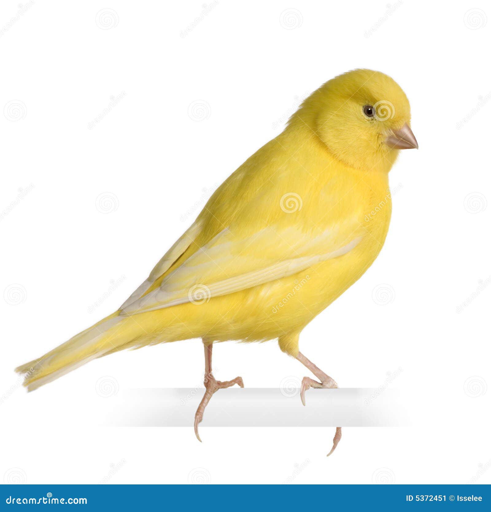 Canari Jaune - Serinus Canaria Sur Sa Perche Image stock - Image du ...