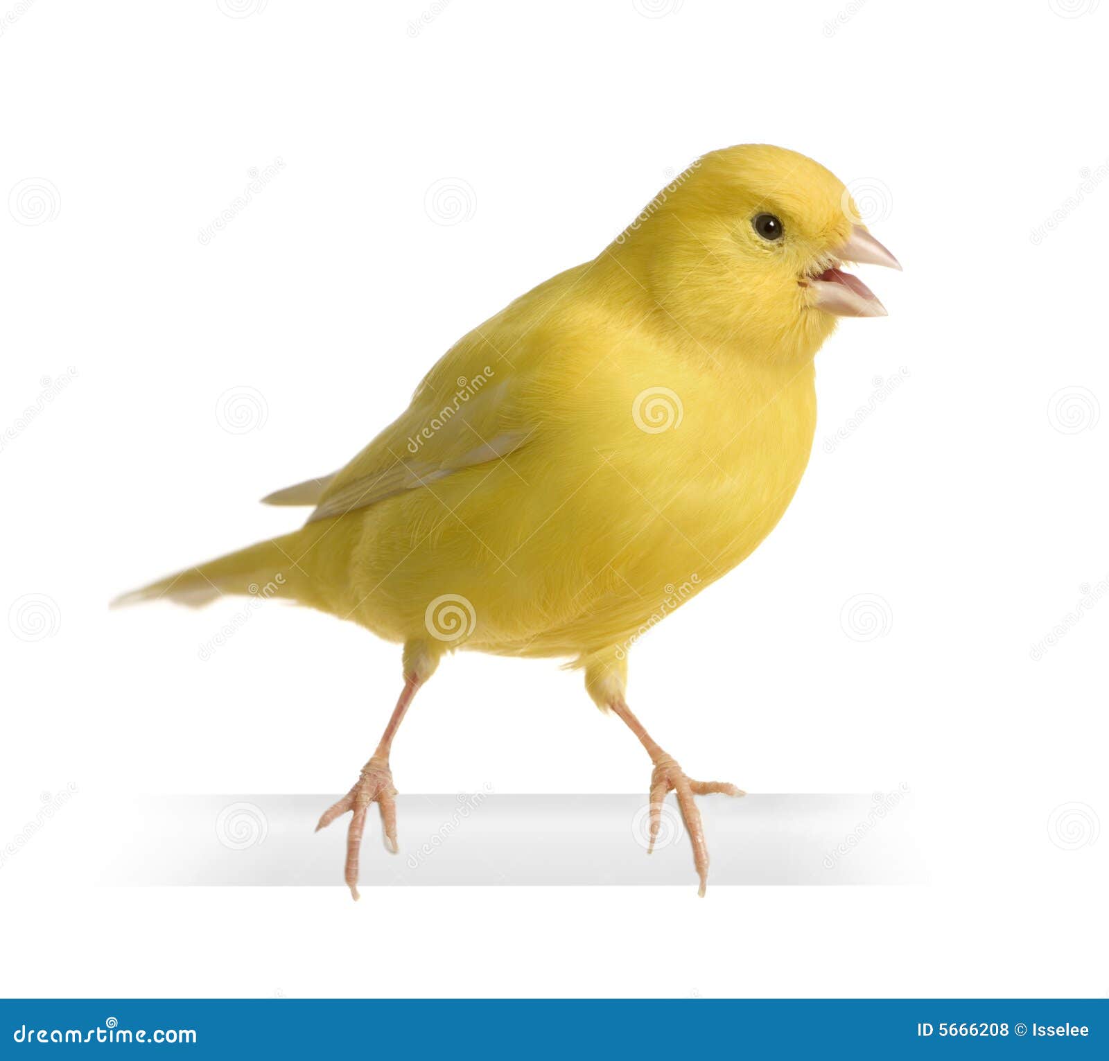 Canari Jaune - Serinus Canaria Sur Sa Perche Photo stock - Image du ...