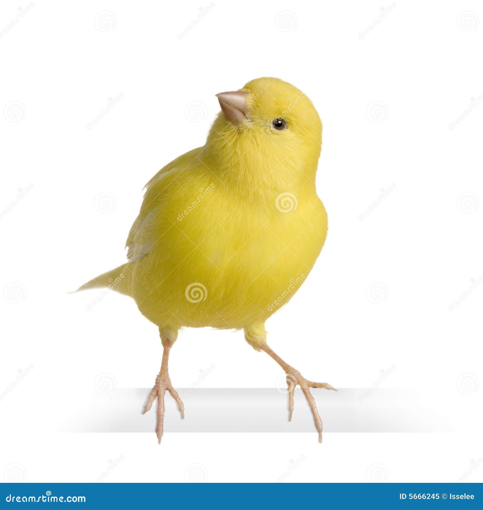 Canari Jaune - Serinus Canaria Sur Sa Perche Image stock - Image du ...