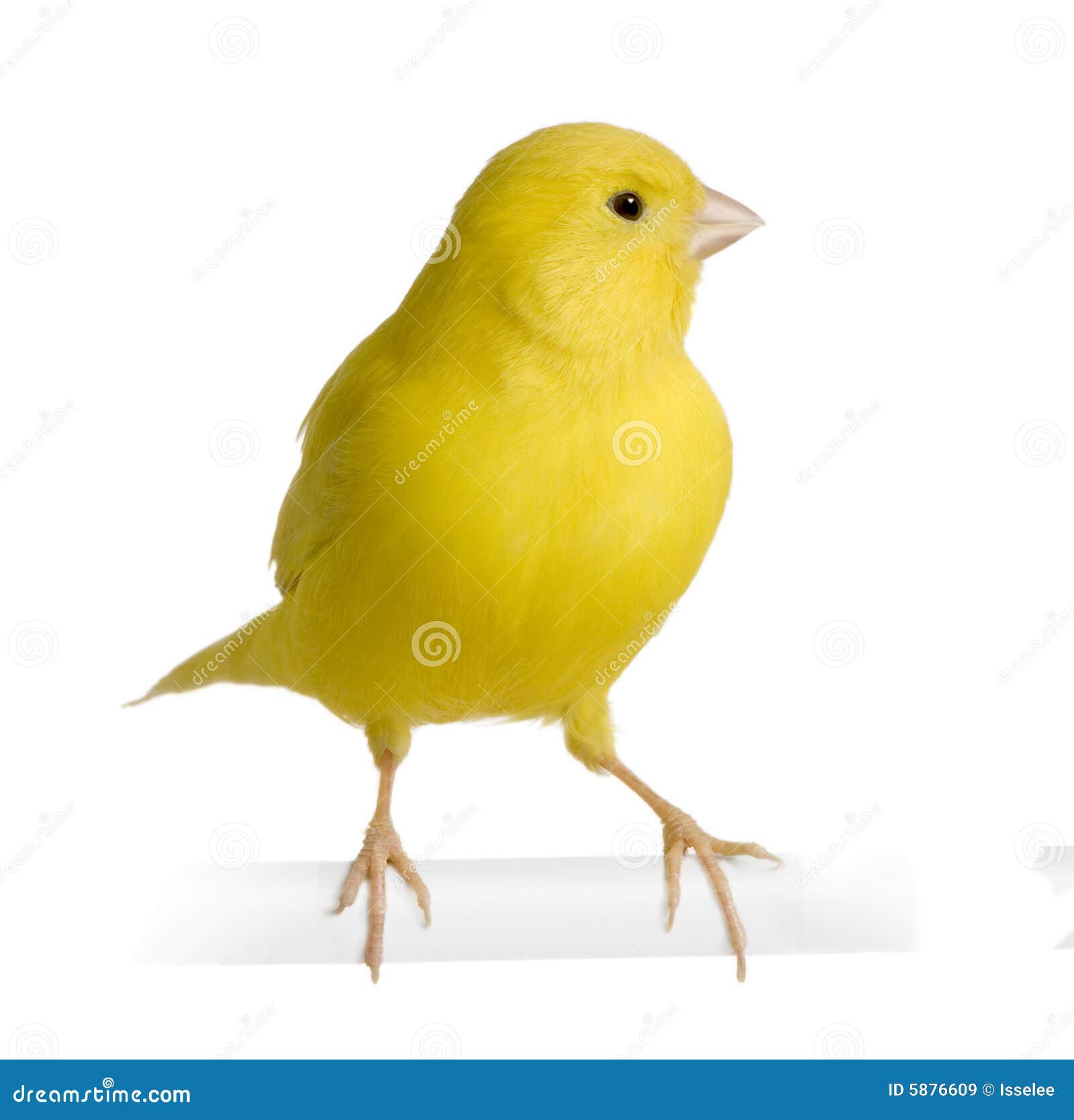 Canari Jaune - Serinus Canaria Sur Sa Perche Image stock - Image du ...