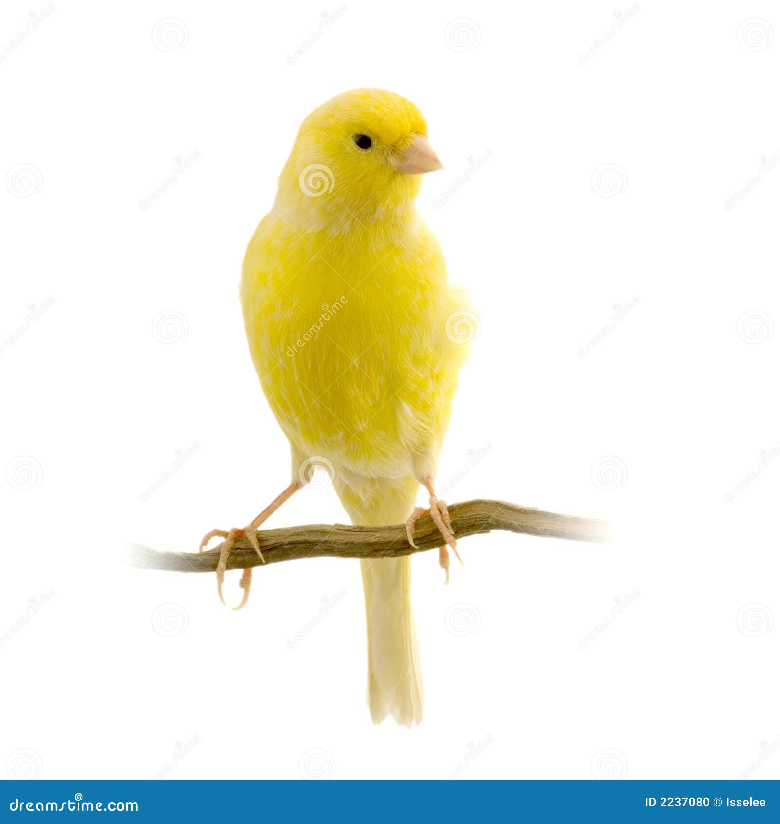 Canari jaune sur sa perche photo stock. Image du animal - 2237080